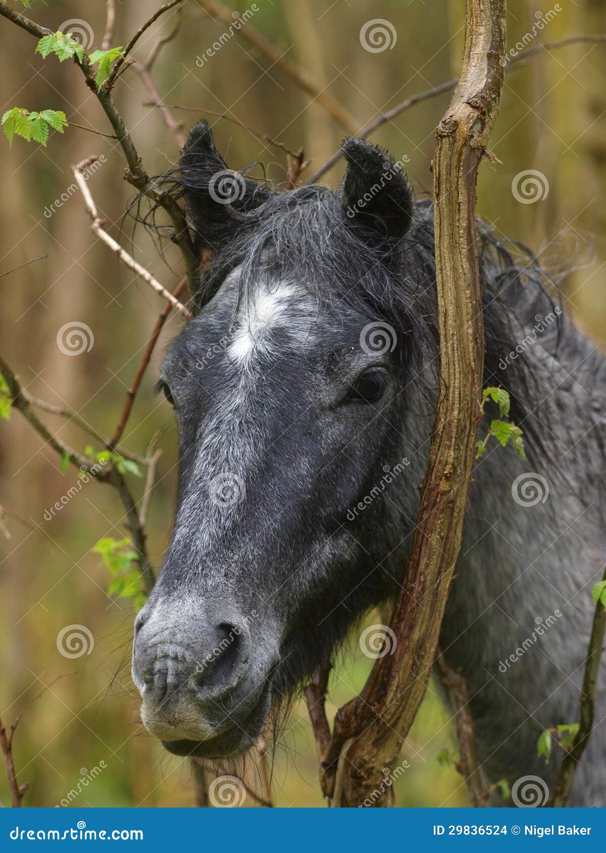 Wild Horse Head Shot stock photo. Image of forest, riding - 29836524