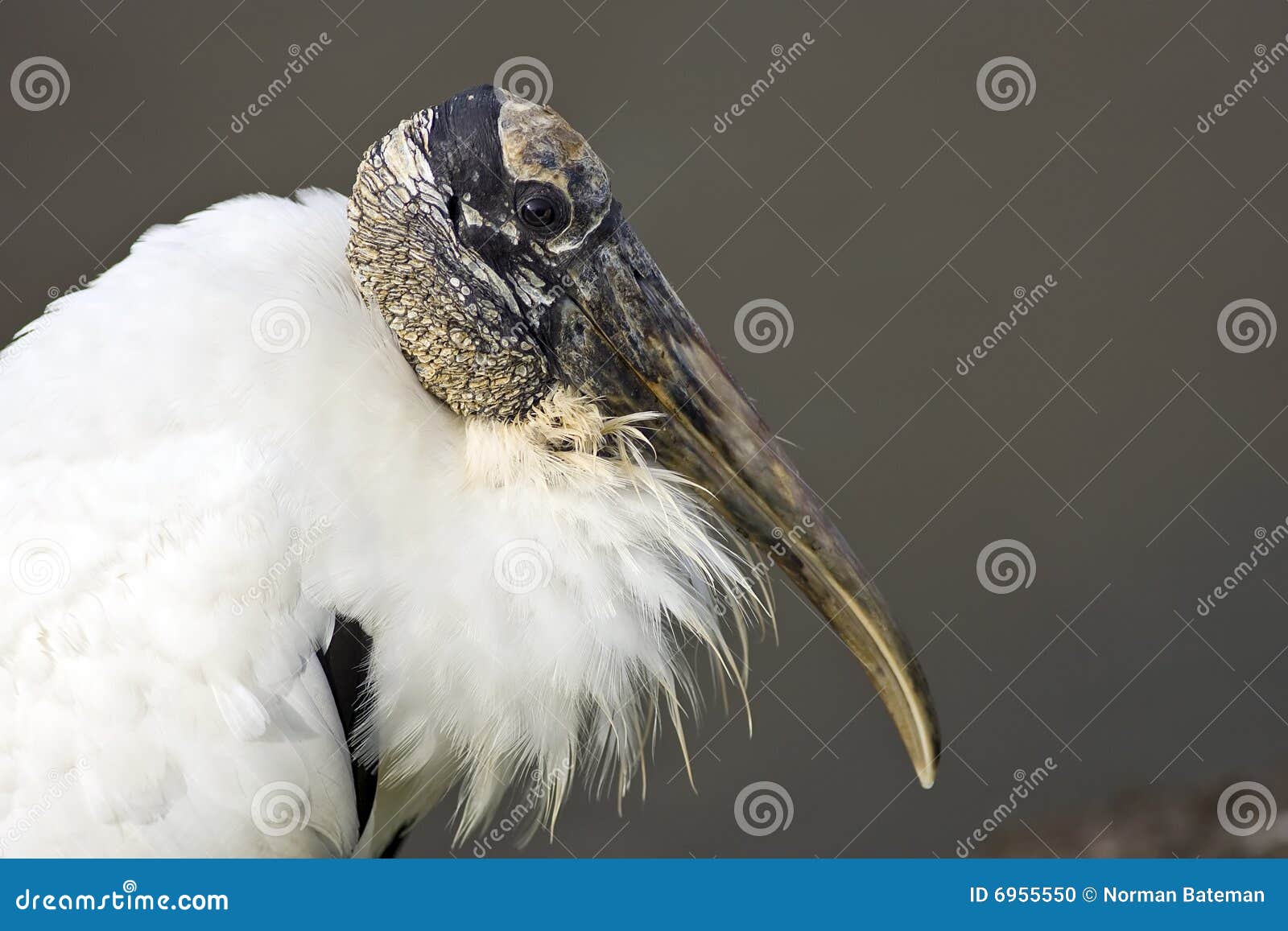 Head shot of a Wood Stork stock photo. Image of wildlife - 6955550