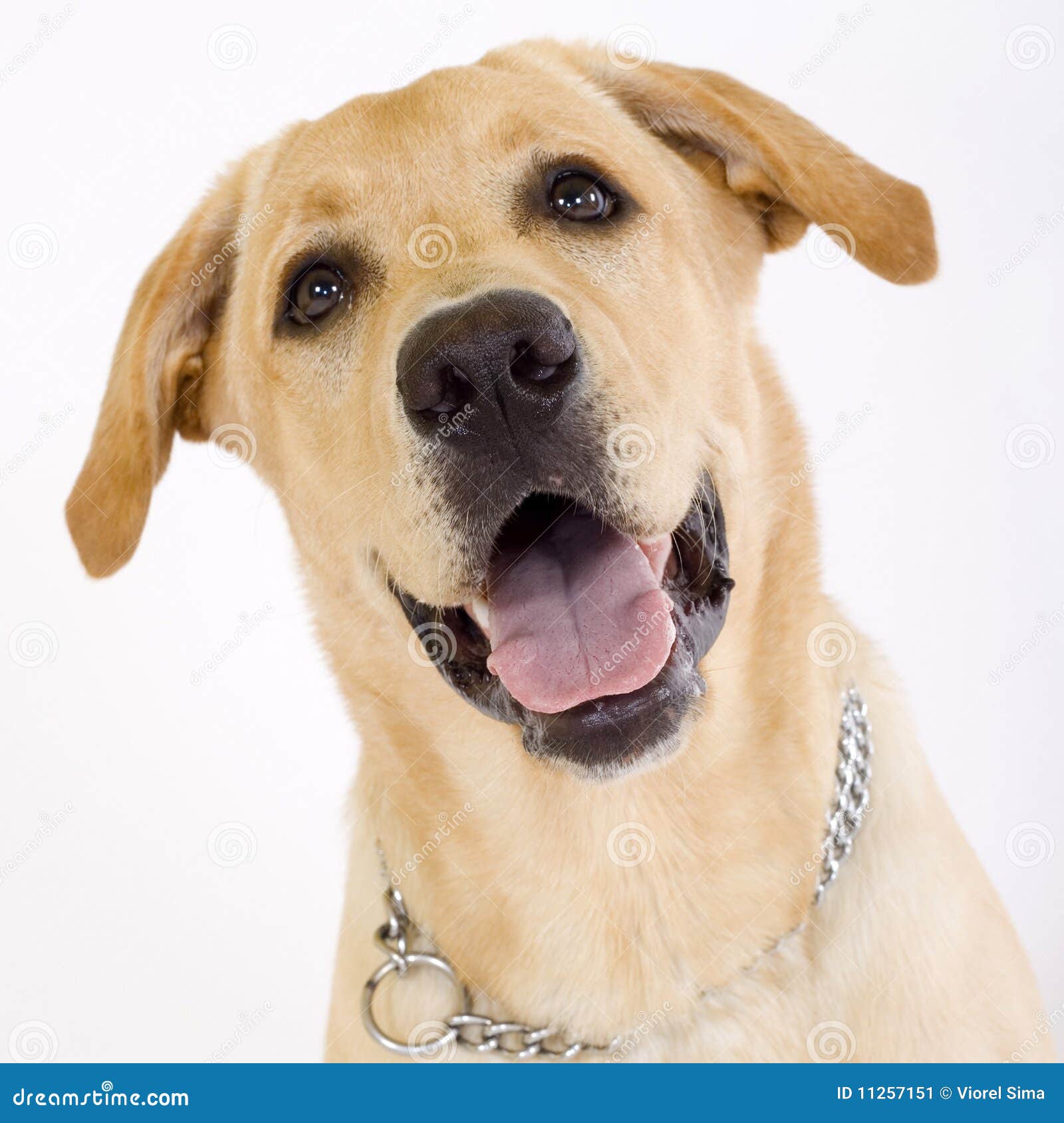 Yellow Labrador Looking Left And Sniffing The Air Royalty-Free Stock ...