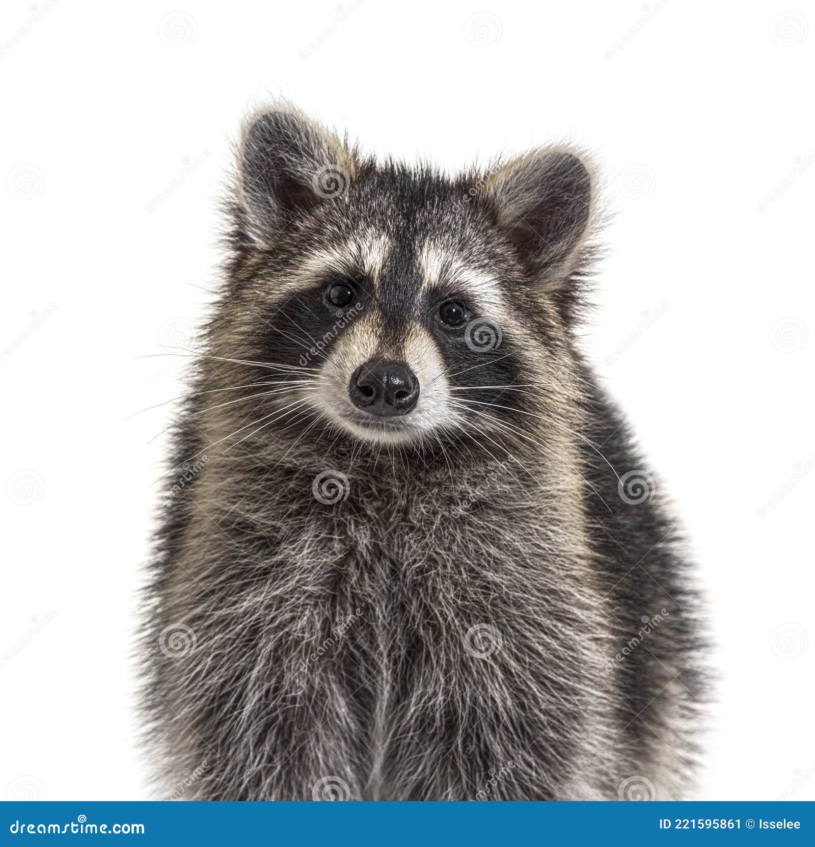 Head Shot of a Young Raccoon Facing at the Camera, Isolated Stock Image ...