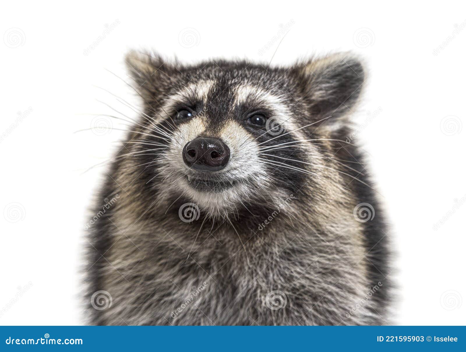 Head Shot of a Young Raccoon Facing at the Camera, Isolated Stock Image ...