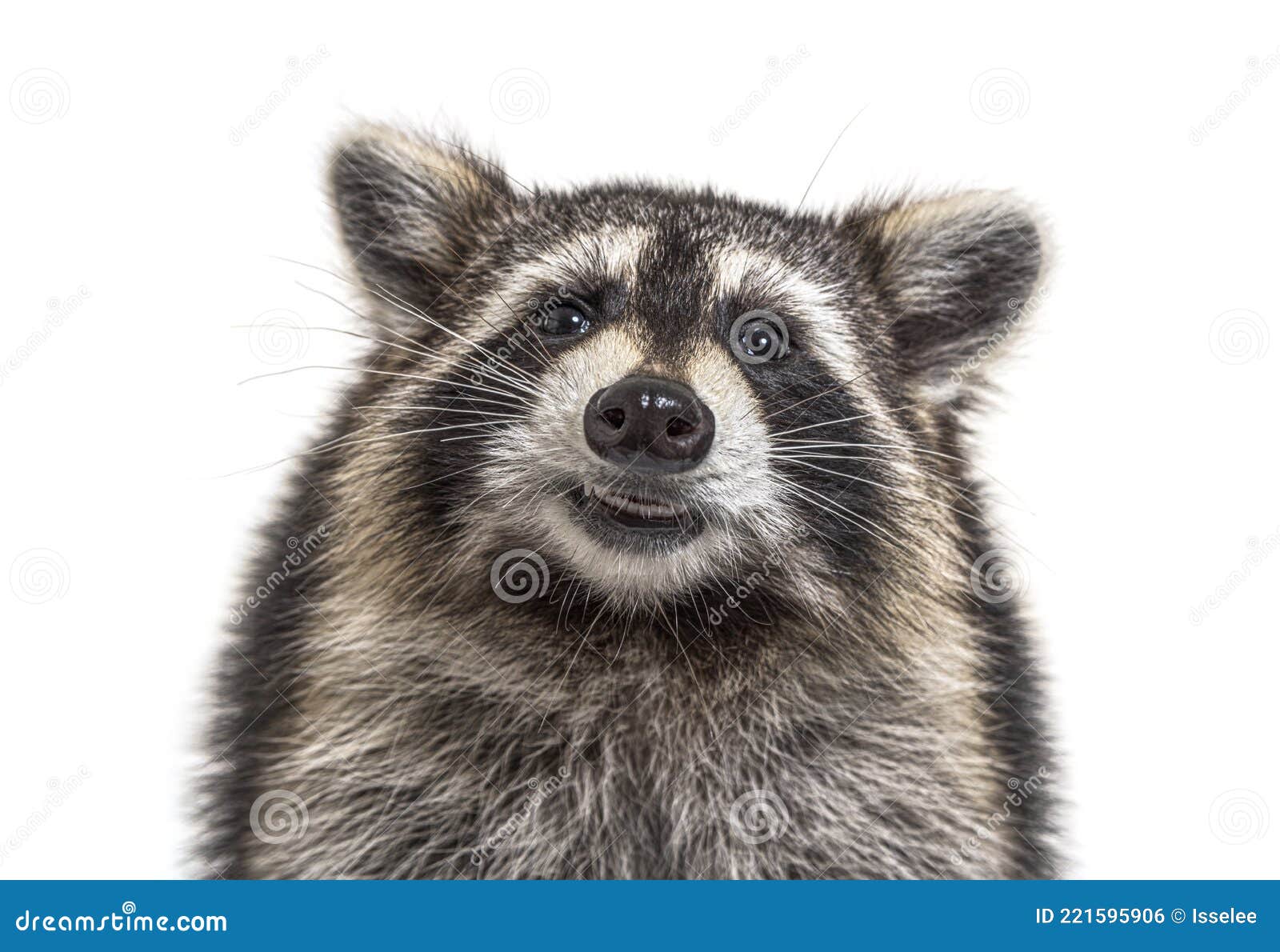 Head Shot of a Young Raccoon Facing at the Camera, Isolated Stock Photo ...