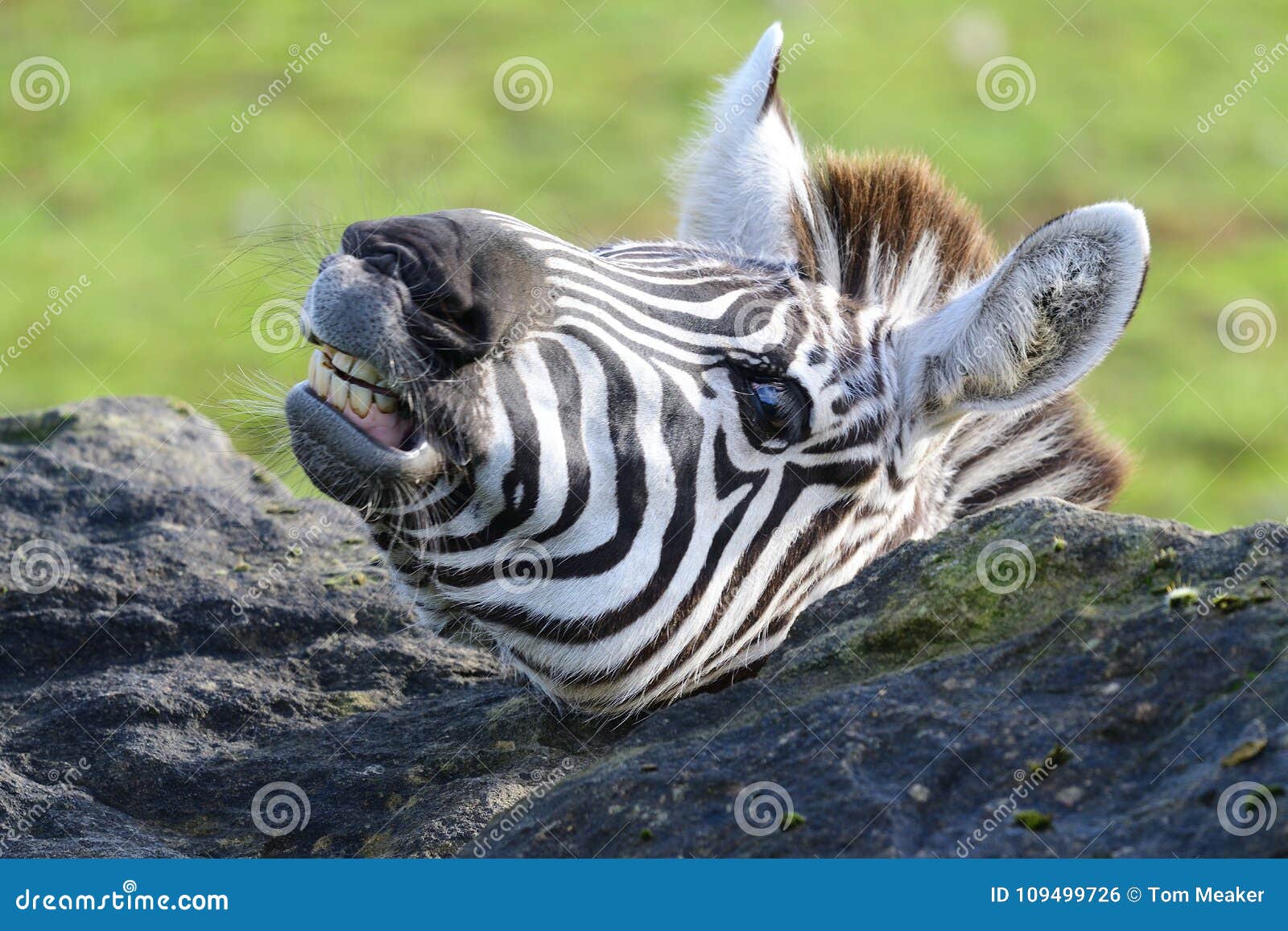 Head shot of a zebra stock photo. Image of africa, rock - 109499726