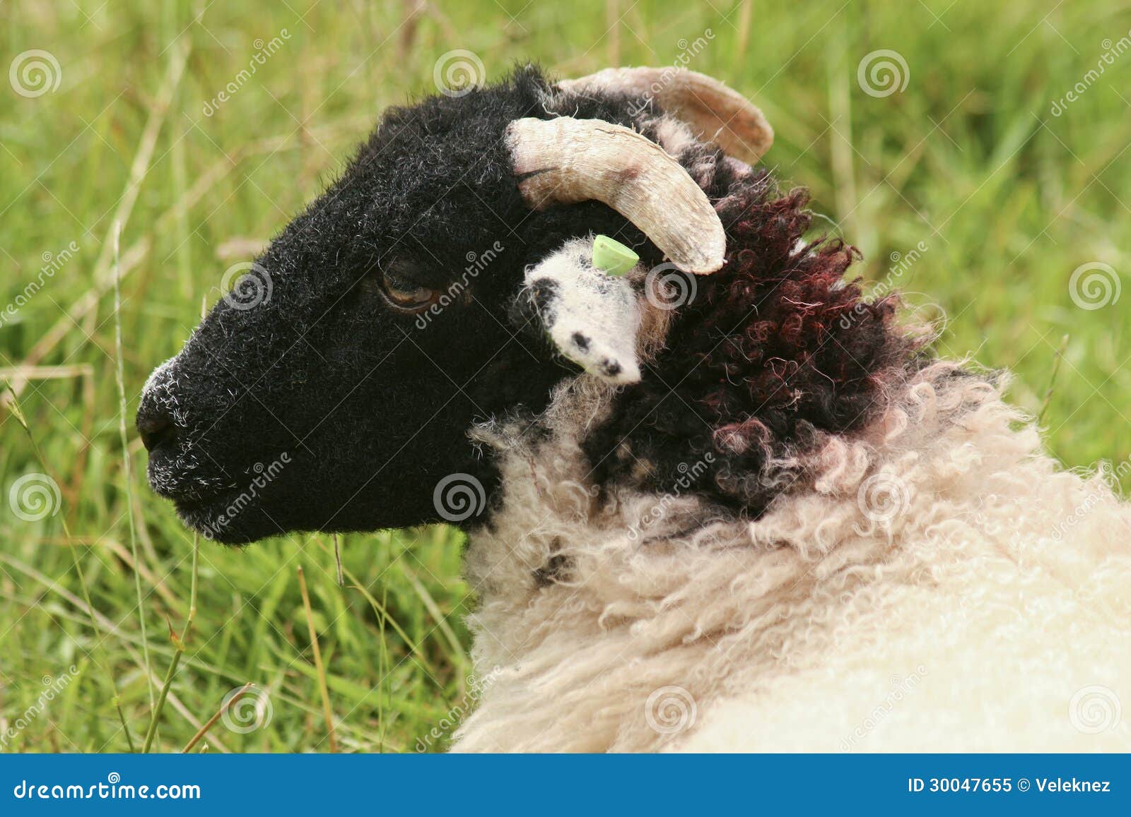 Head of sheep in profile stock image. Image of chewing - 30047655