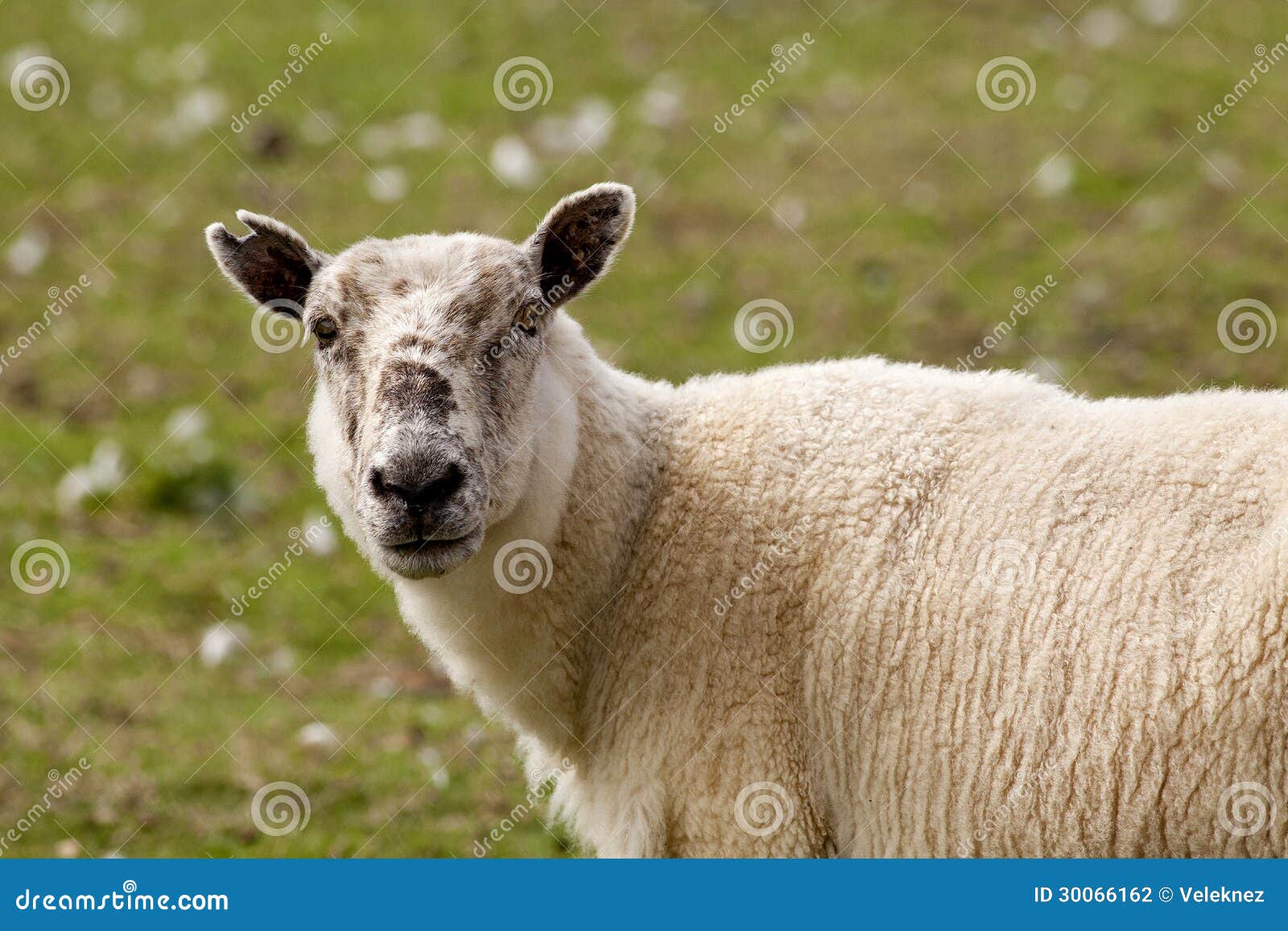 Sheep portrait stock photo. Image of species, sheep, breed - 30066162