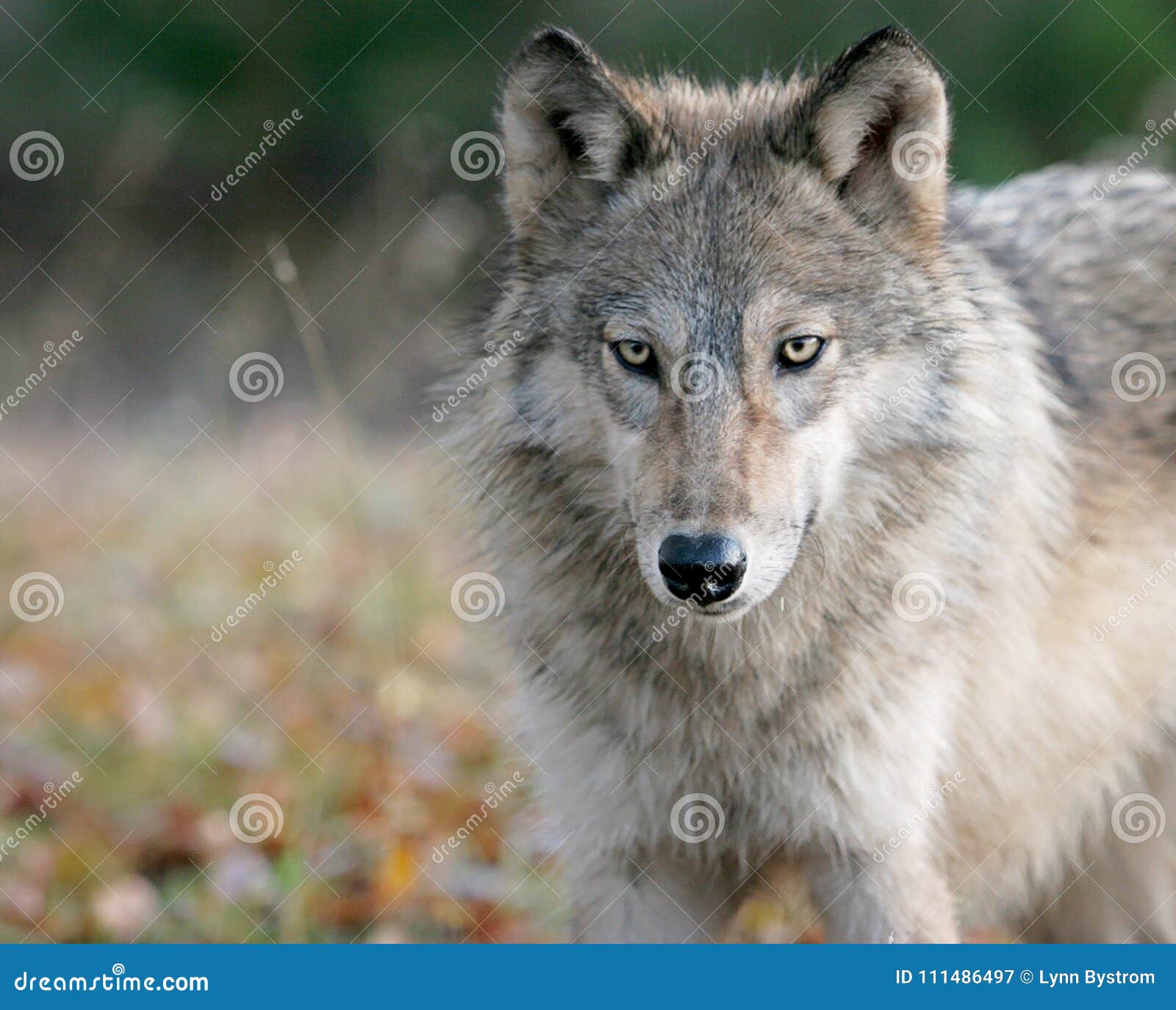 Gray Wolf in Autumn Setting Stock Image - Image of carnivores, wildlife ...