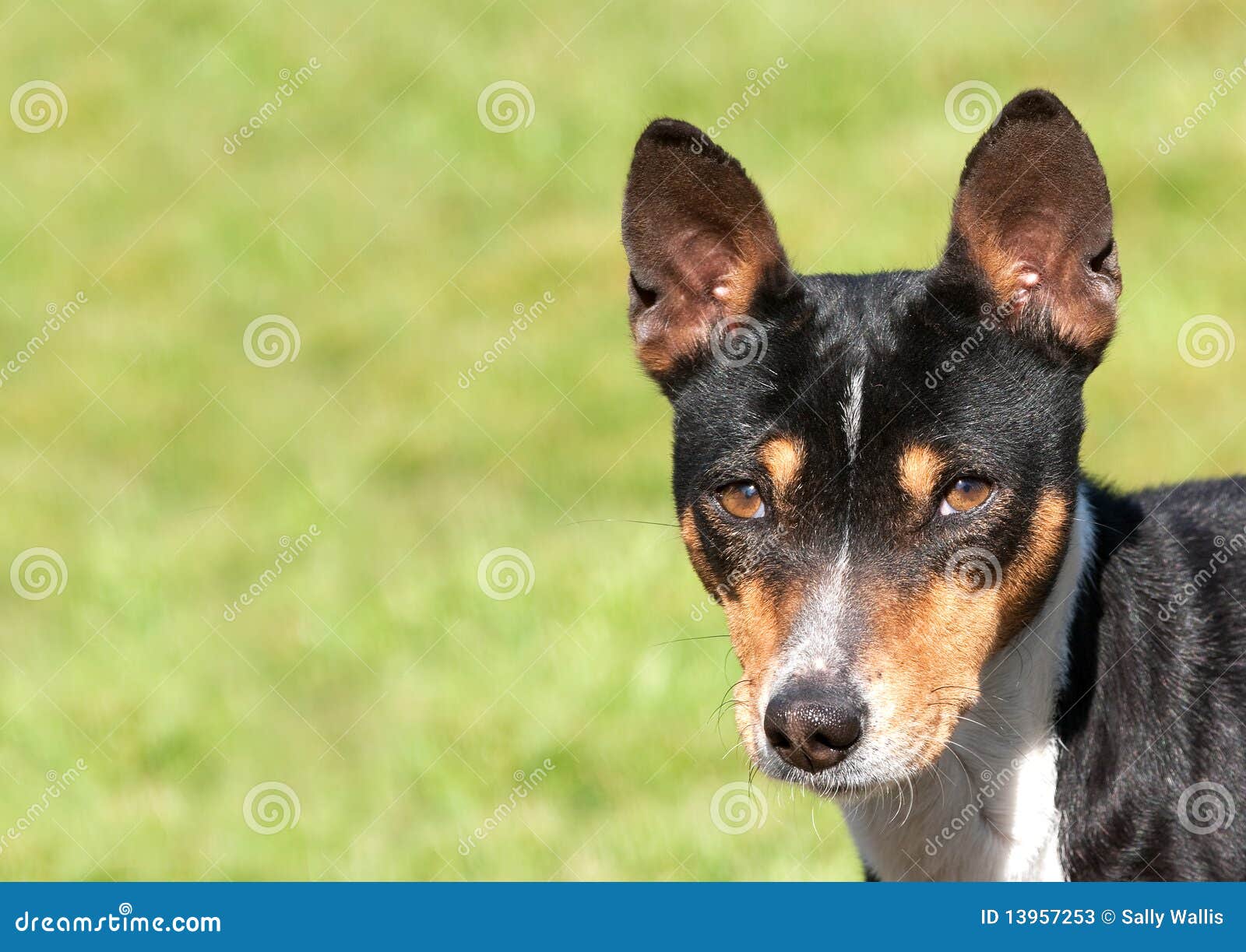 Head and Shoulders of a Tricolored Hound Stock Image - Image of hound ...