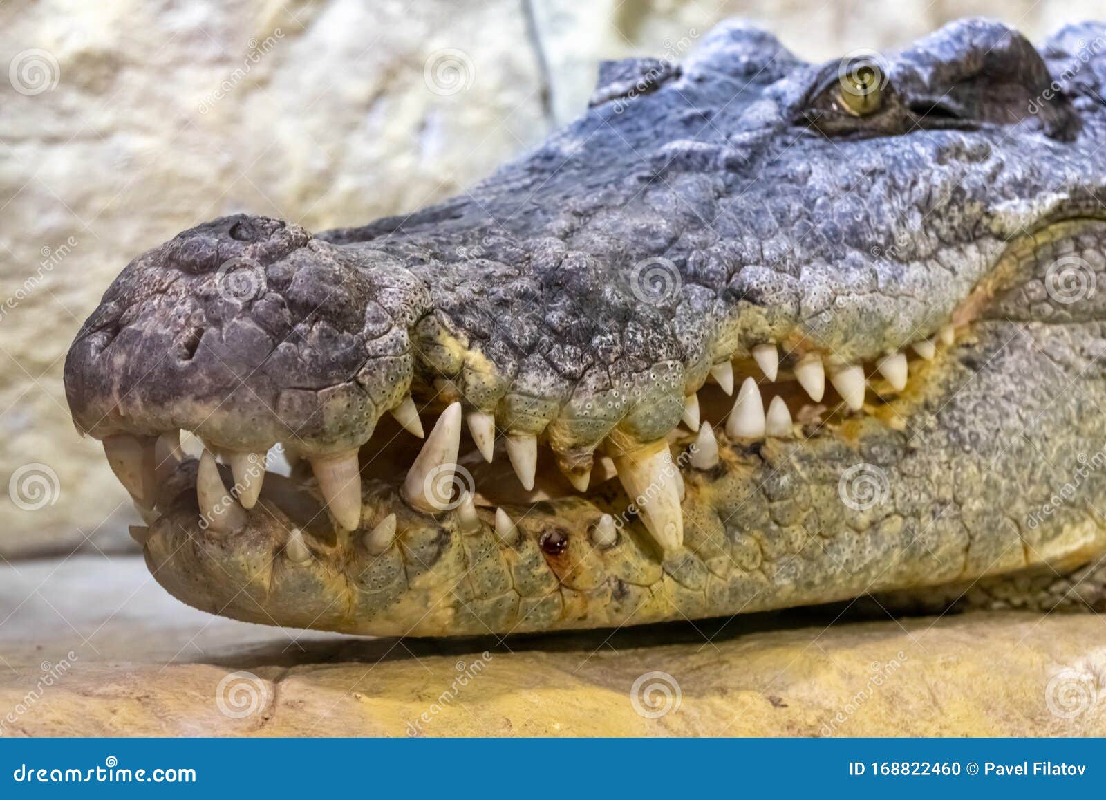 The Head of a Siamese Crocodile. Stock Photo - Image of alligator ...