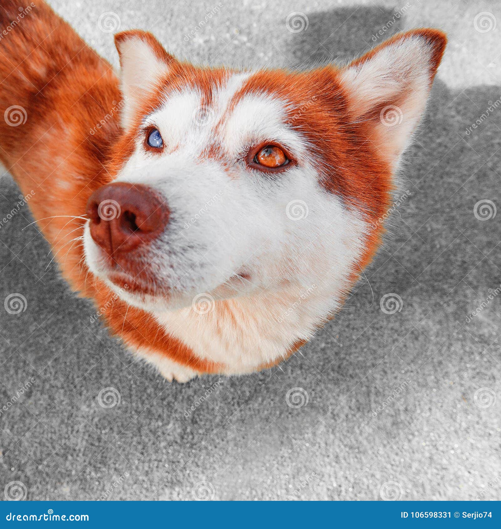 Head of Siberian husky. stock image. Image of animal - 106598331