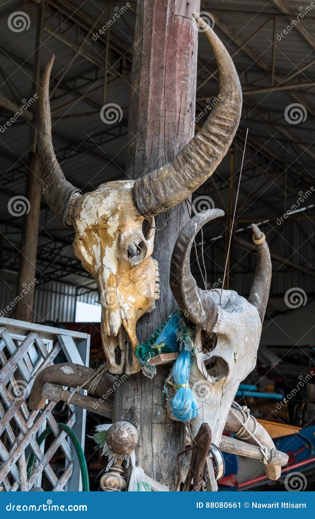 Head skull buffalo. stock image. Image of wood, style - 88080661