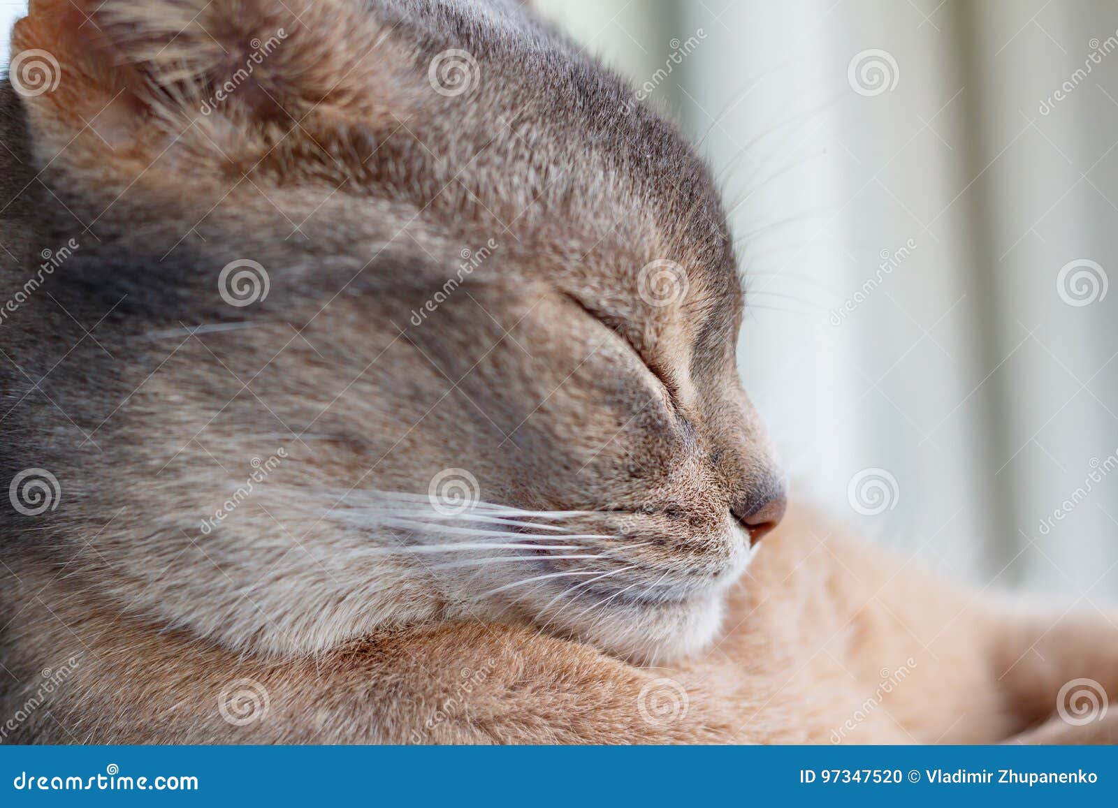 Head of Sleeping Young Abyssinian Cat Closeup Stock Photo - Image of ...