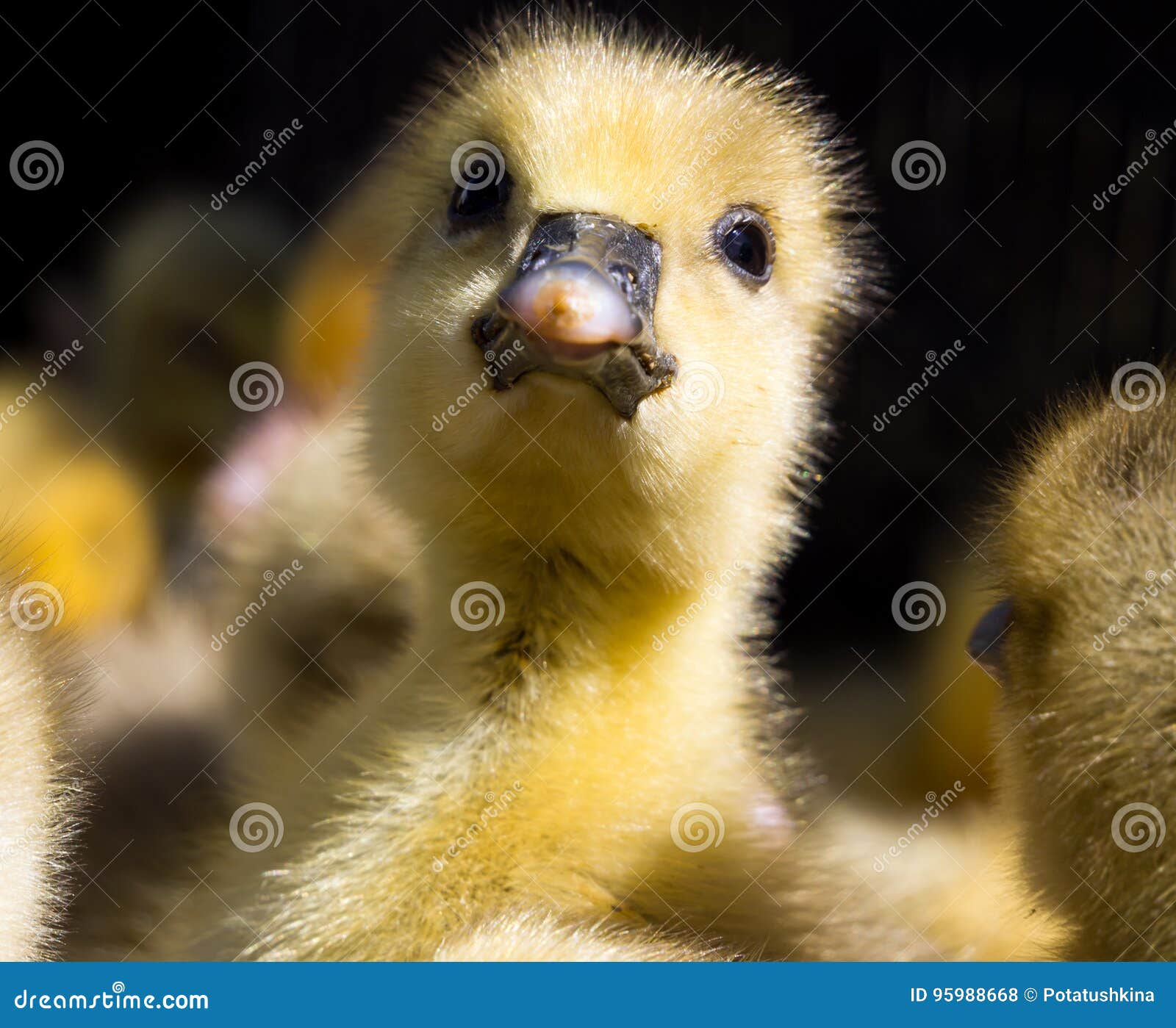 The Head of a Small Duckling Chick Stock Photo - Image of bird, fluffy ...