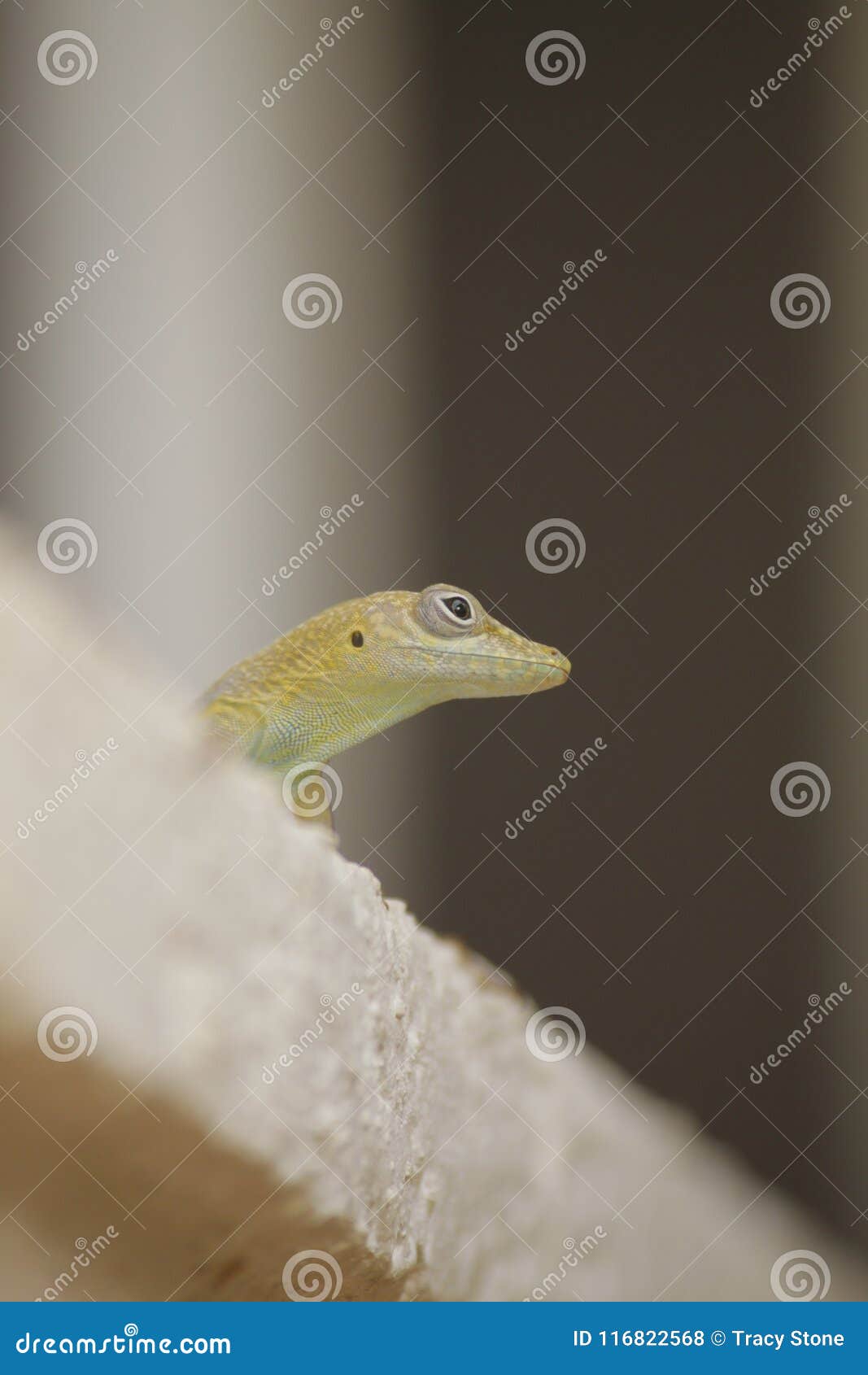 Head of small lizard stock photo. Image of sill, animal - 116822568