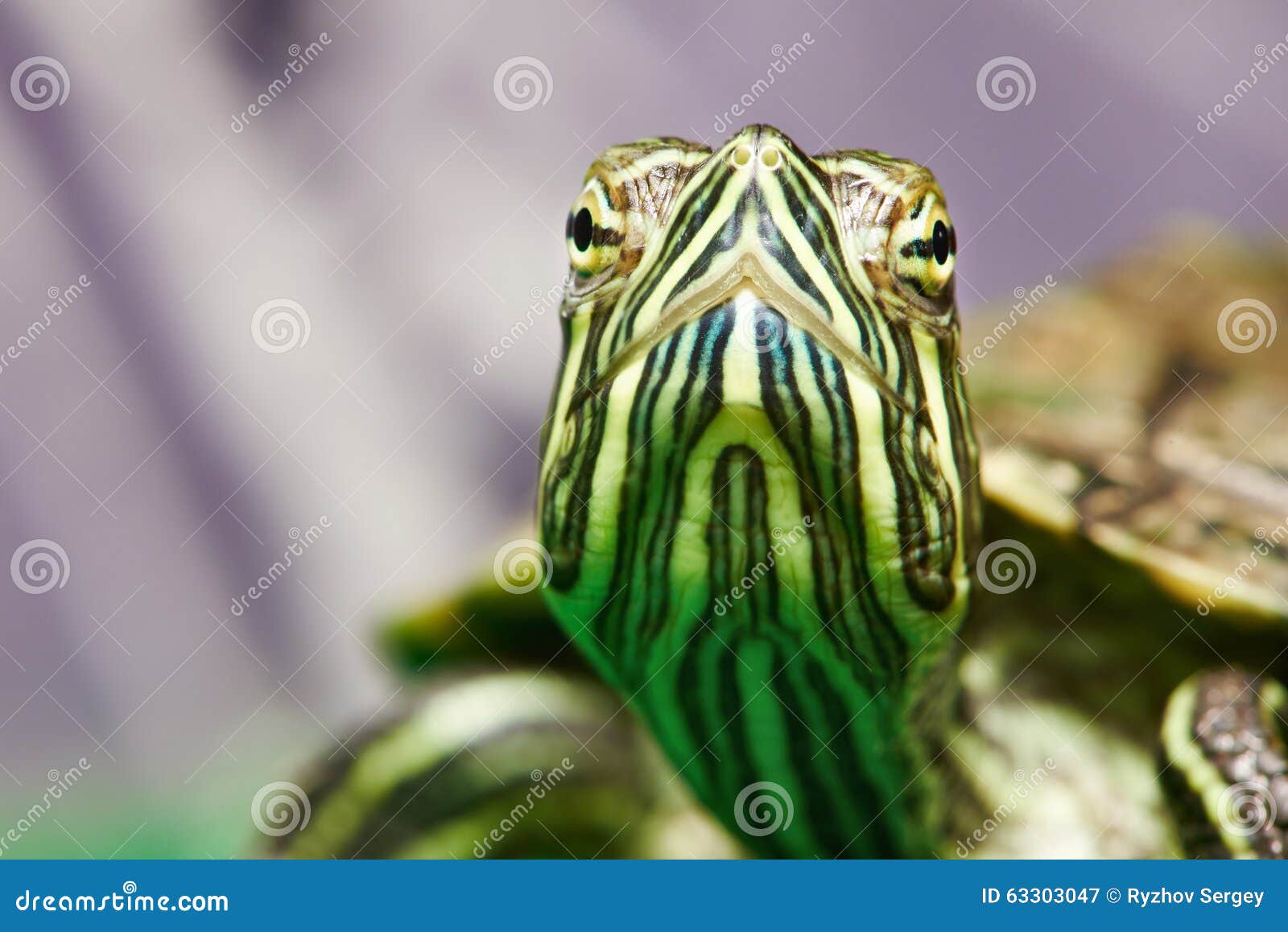 Head of Small Red-ear Turtle in Terrarium Stock Image - Image of lake ...