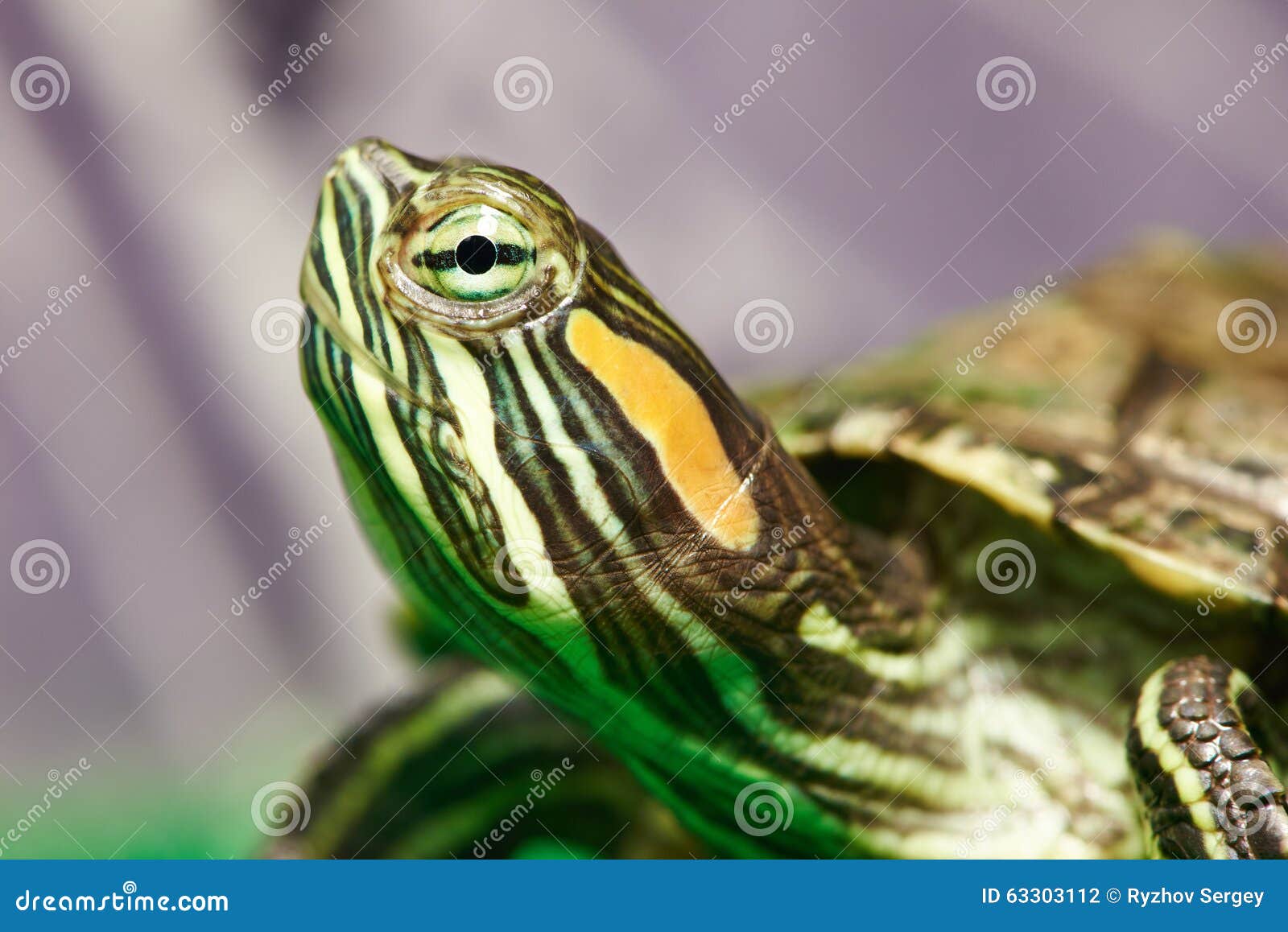 Head of Small Red-ear Turtle in Terrarium Stock Photo - Image of color ...