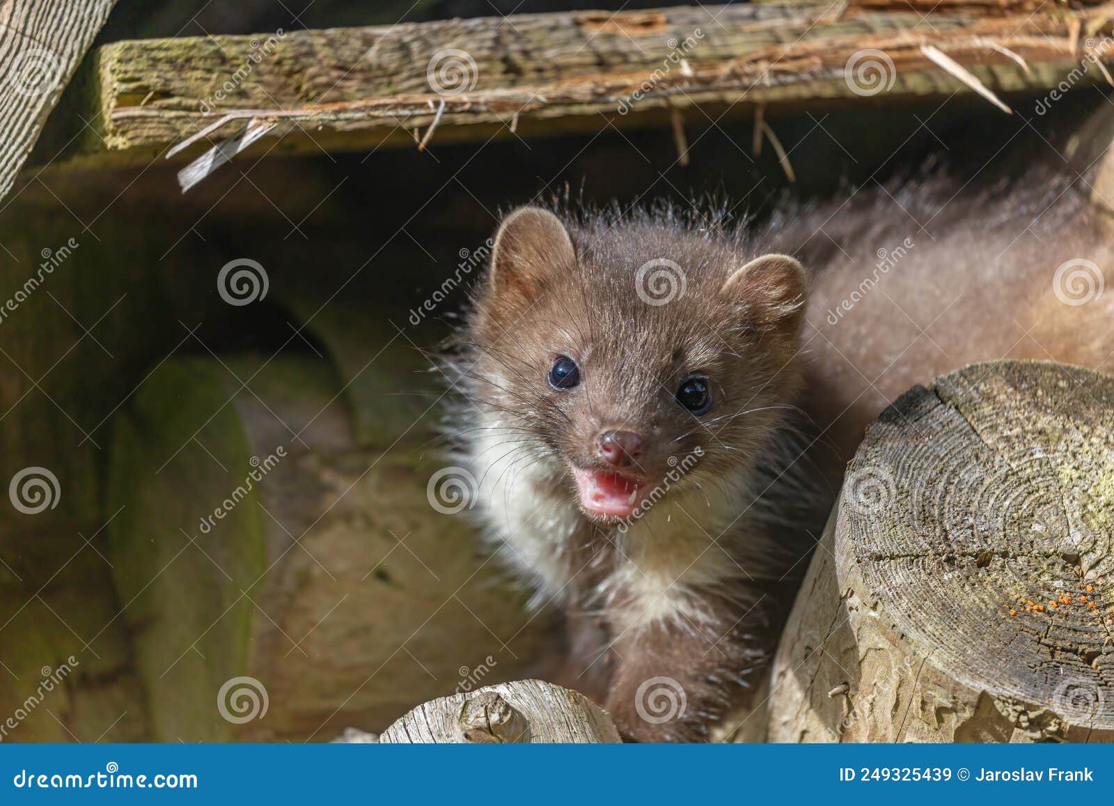 Head of Smiling Young Marten Looking at the Camera Stock Image - Image ...