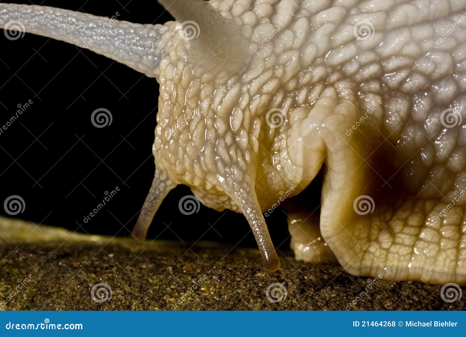 Head of snail stock photo. Image of mollusk, skin, macro - 21464268