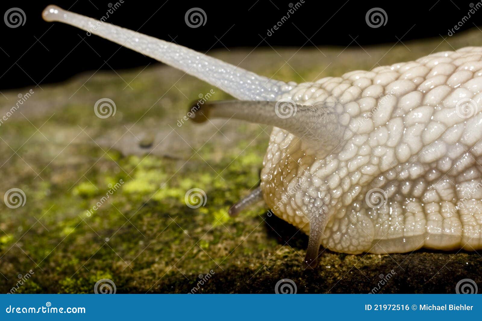 Head of snail stock photo. Image of molluskan, slow, shell - 21972516