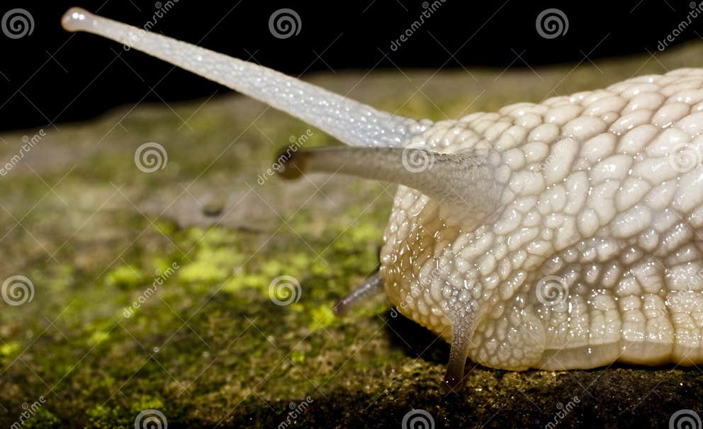 Head of snail stock photo. Image of molluskan, slow, shell - 21972516