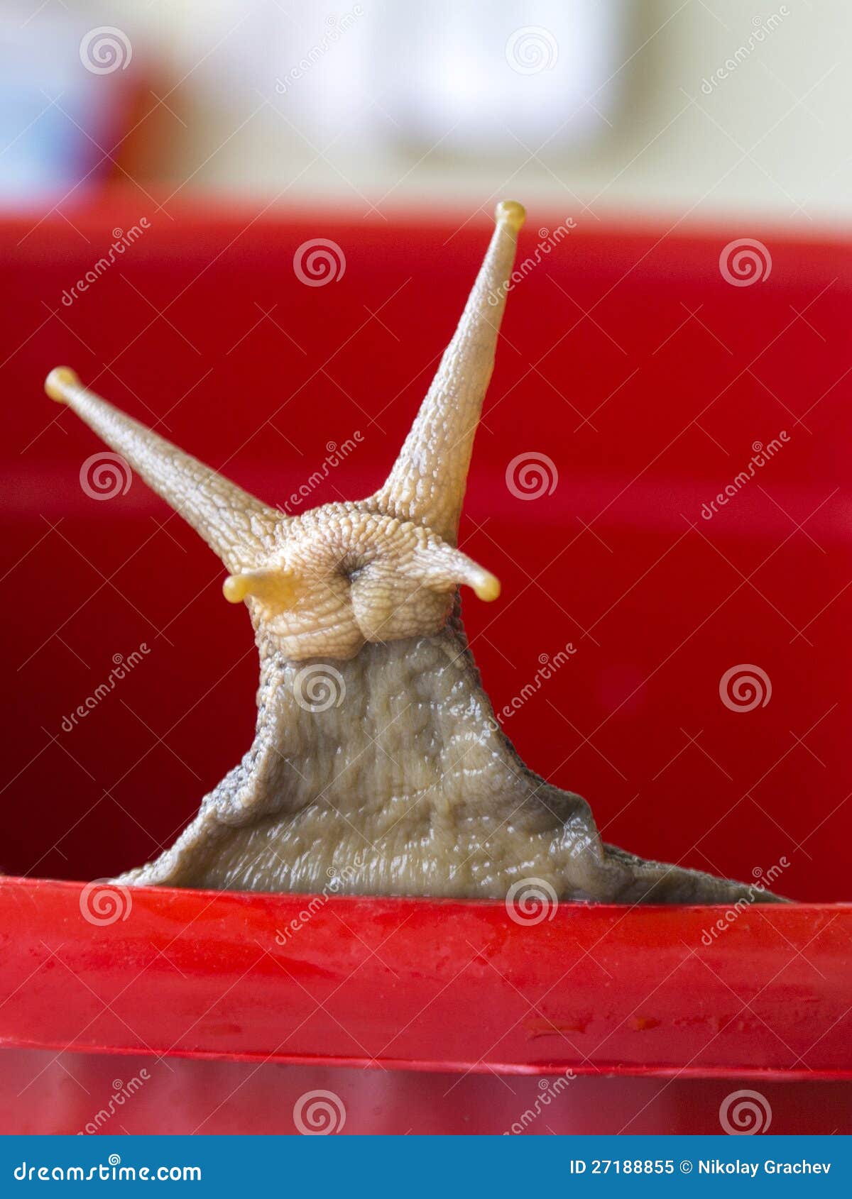Head of the snail. stock image. Image of horned, macro - 27188855