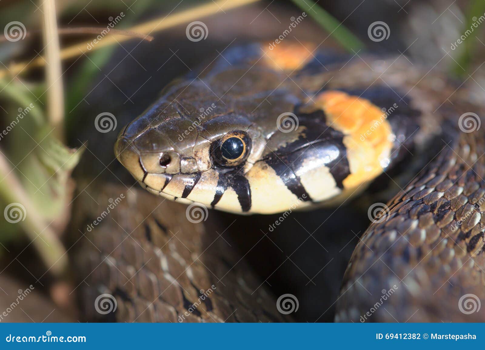 The head of the snake . stock photo. Image of nature - 69412382