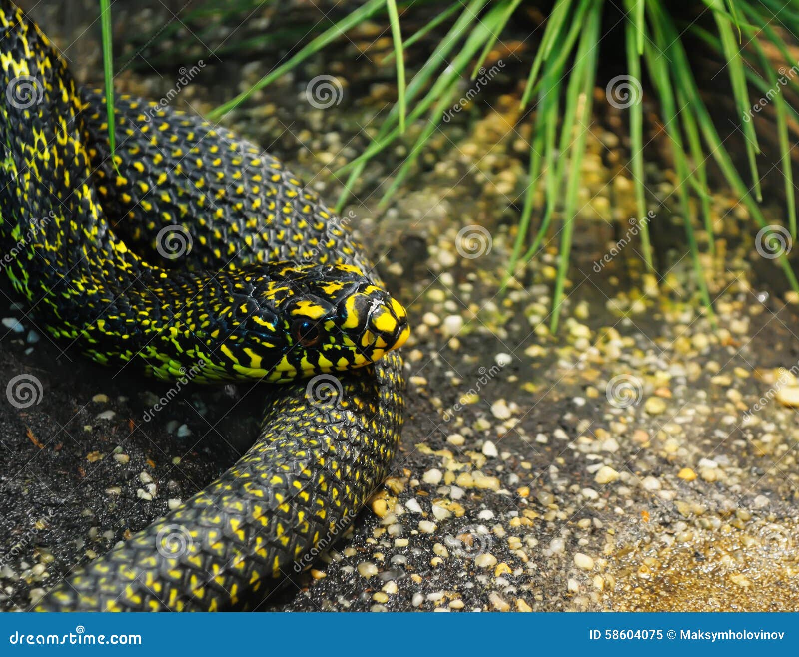 The Head of the Snake Closeup Stock Image - Image of danger, cautious ...