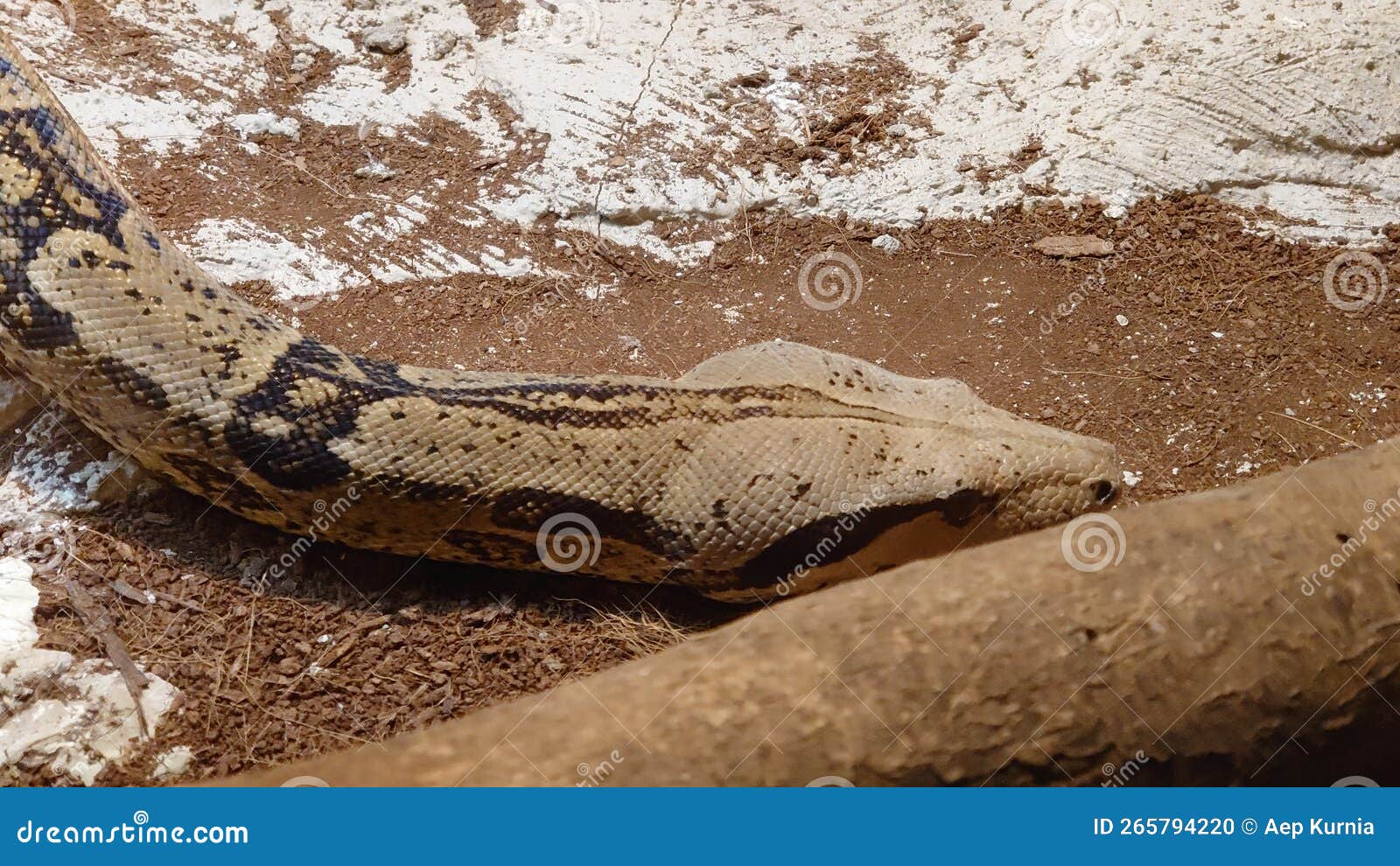 Head snake trunk stock photo. Image of geology, trunk - 265794220