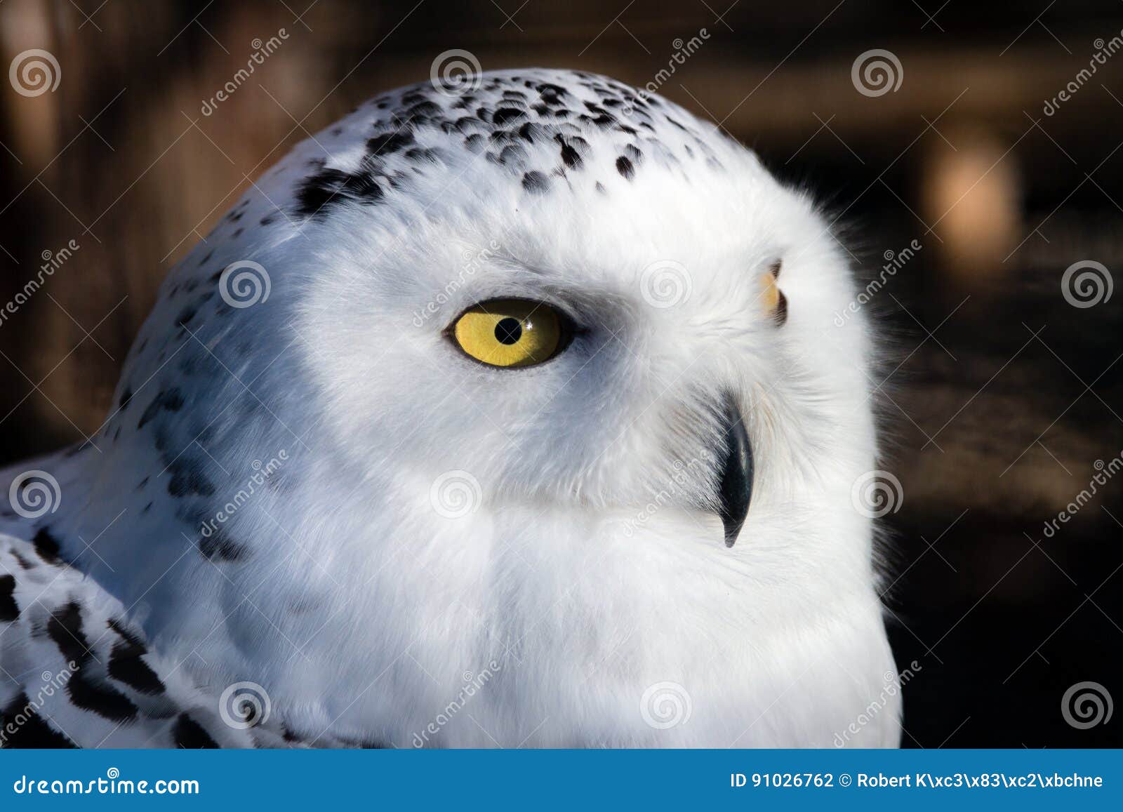 Head of a Snow Owl stock photo. Image of wildlife, hedwig - 91026762