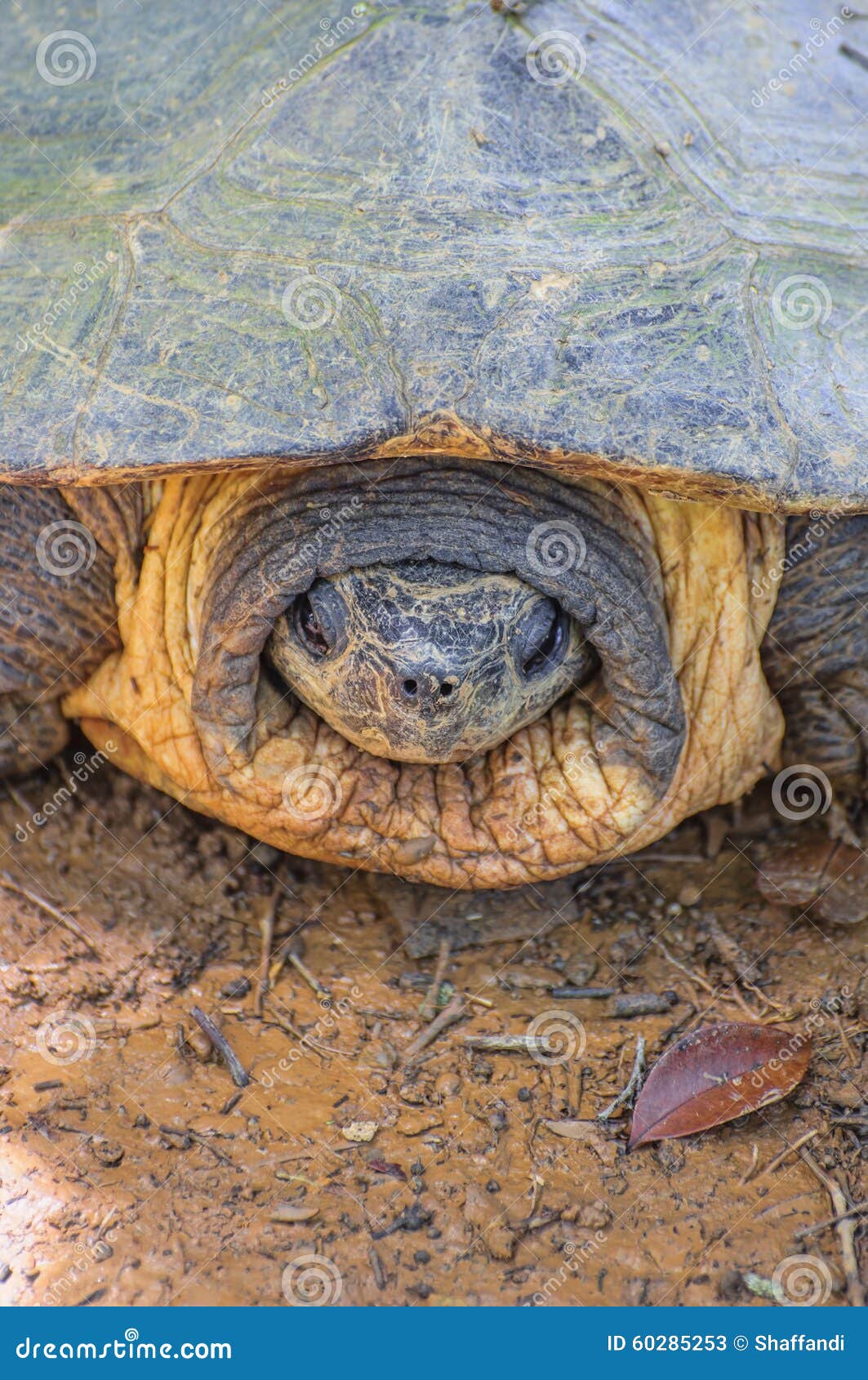 Head of Softshell Turtle stock image. Image of nose, dirty - 60285253