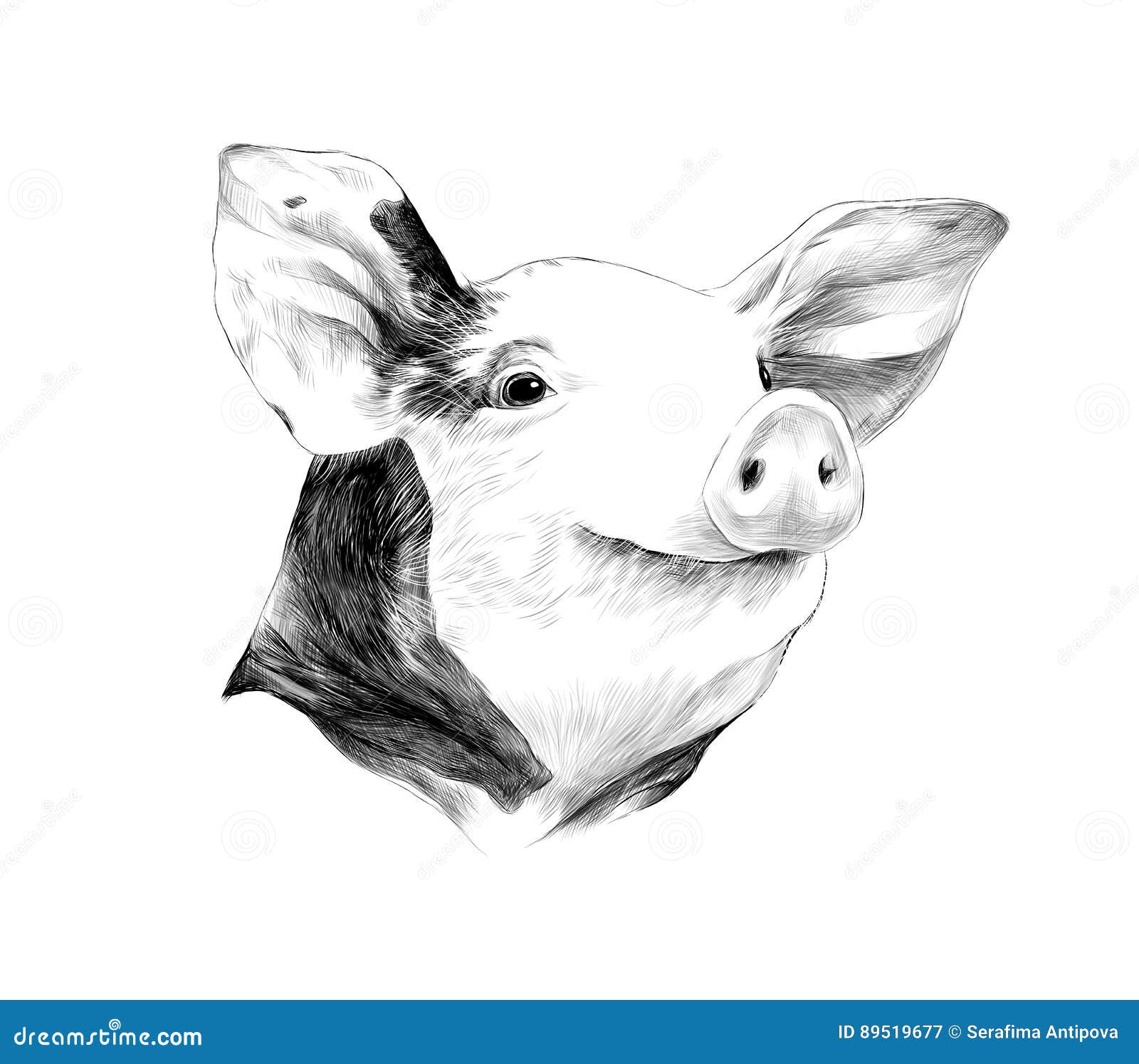 Head of Spotted Pig Sketch Vector Stock Vector - Illustration of meat ...
