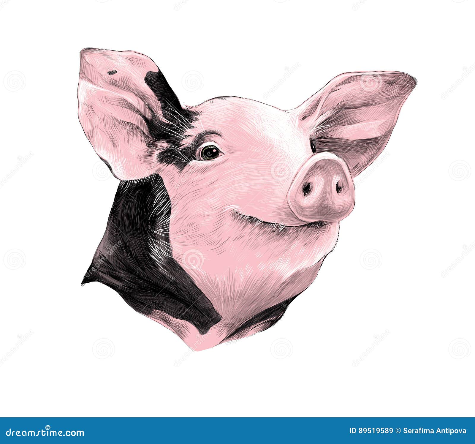 Head of Spotted Pig Sketch Vector Stock Vector - Illustration of label ...