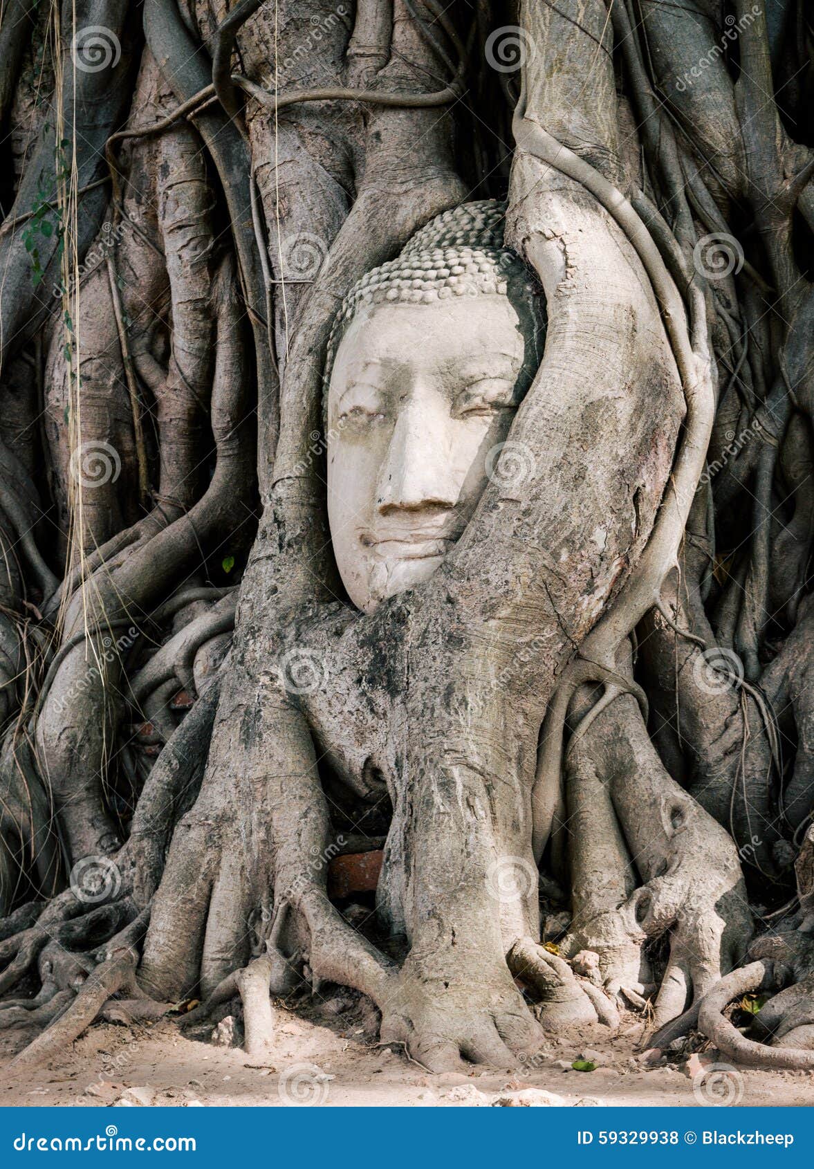 Head of Statue Buddha in Root of Tree Stock Photo - Image of asia ...
