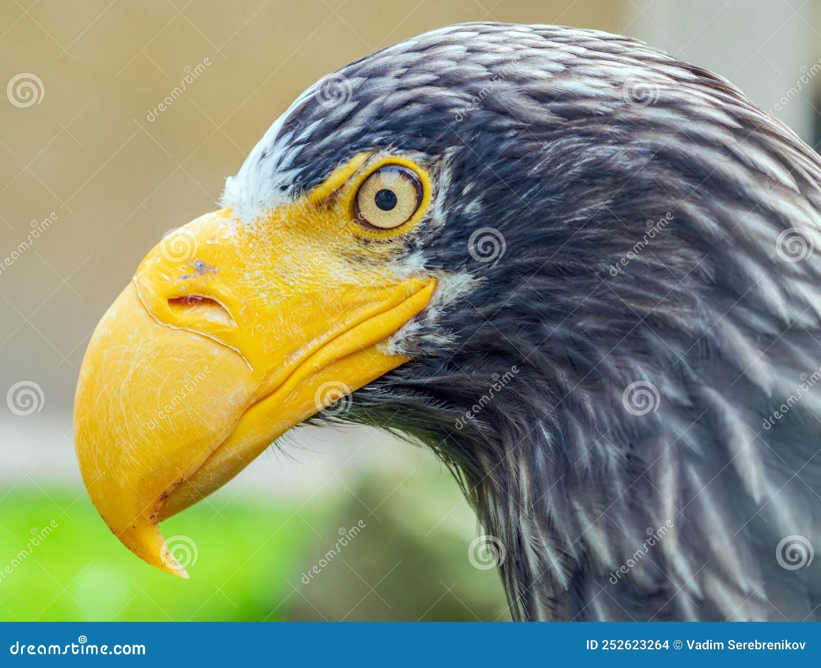 Head of a Steller`s Sea Eagle. Most Large of Sea Eagl Stock Photo ...