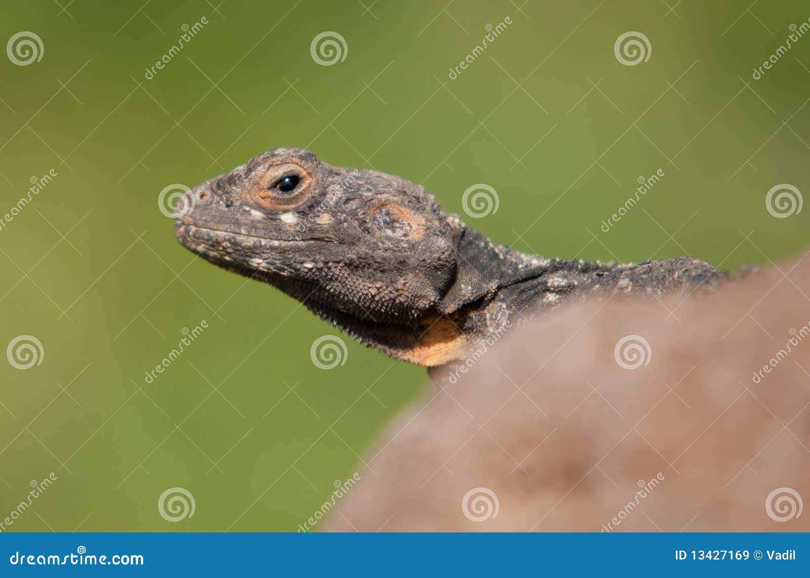 Head of stellon lizard stock image. Image of reptile - 13427169
