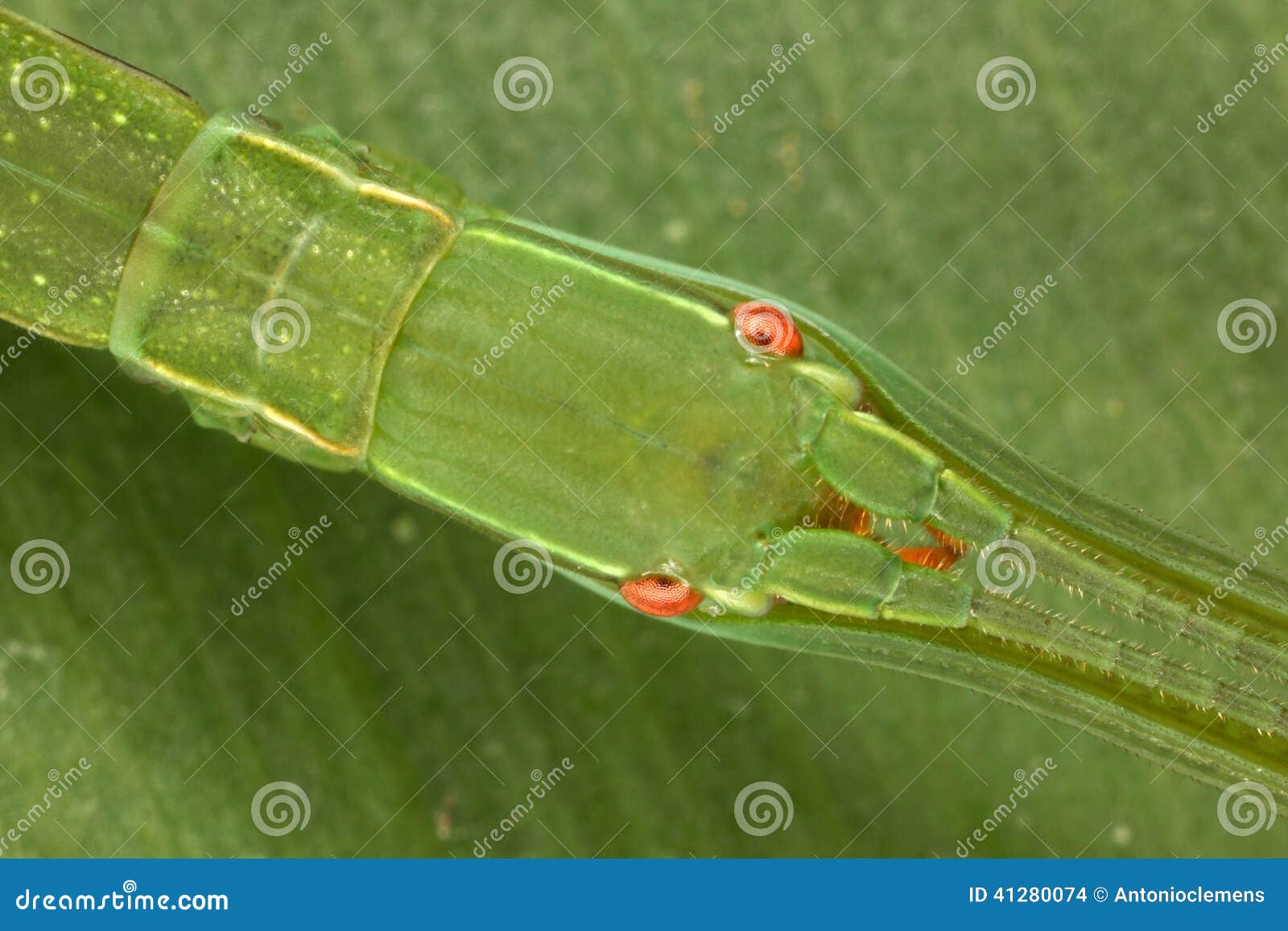 Head stick insects. stock photo. Image of south, fauna - 41280074