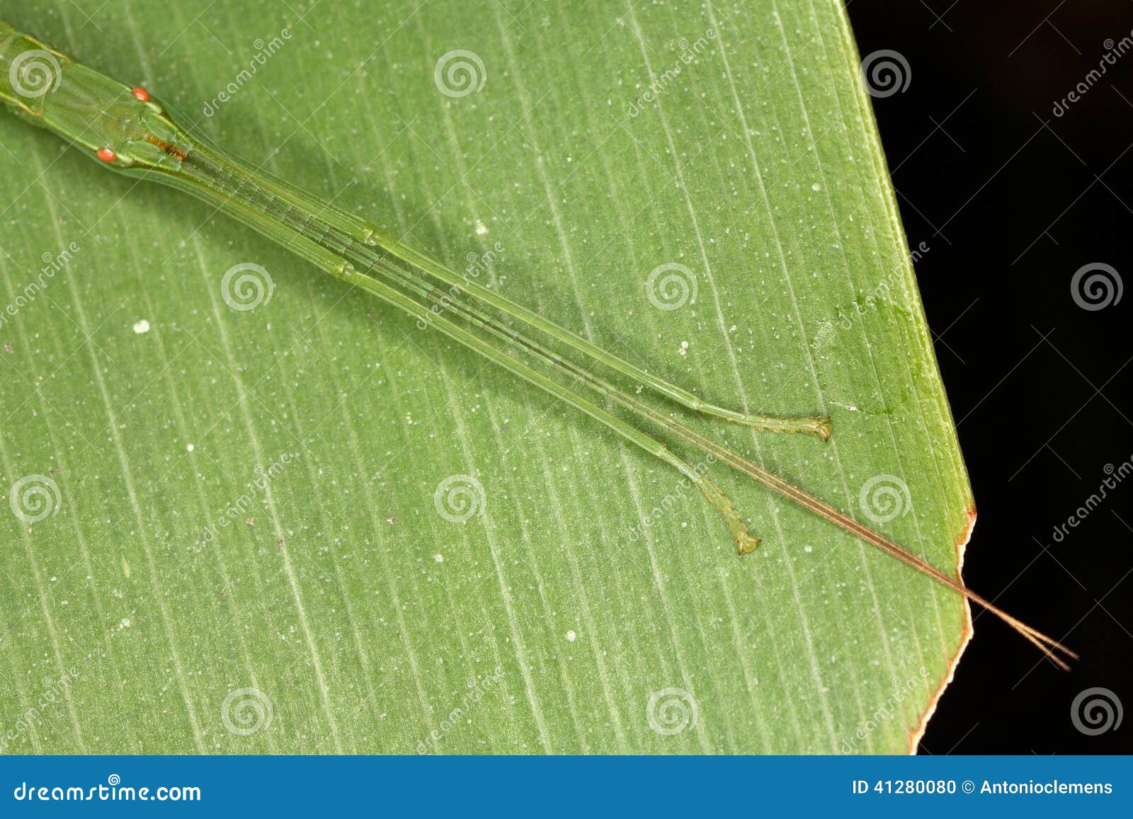 Head Stick Insects. Stock Photography | CartoonDealer.com #41280080
