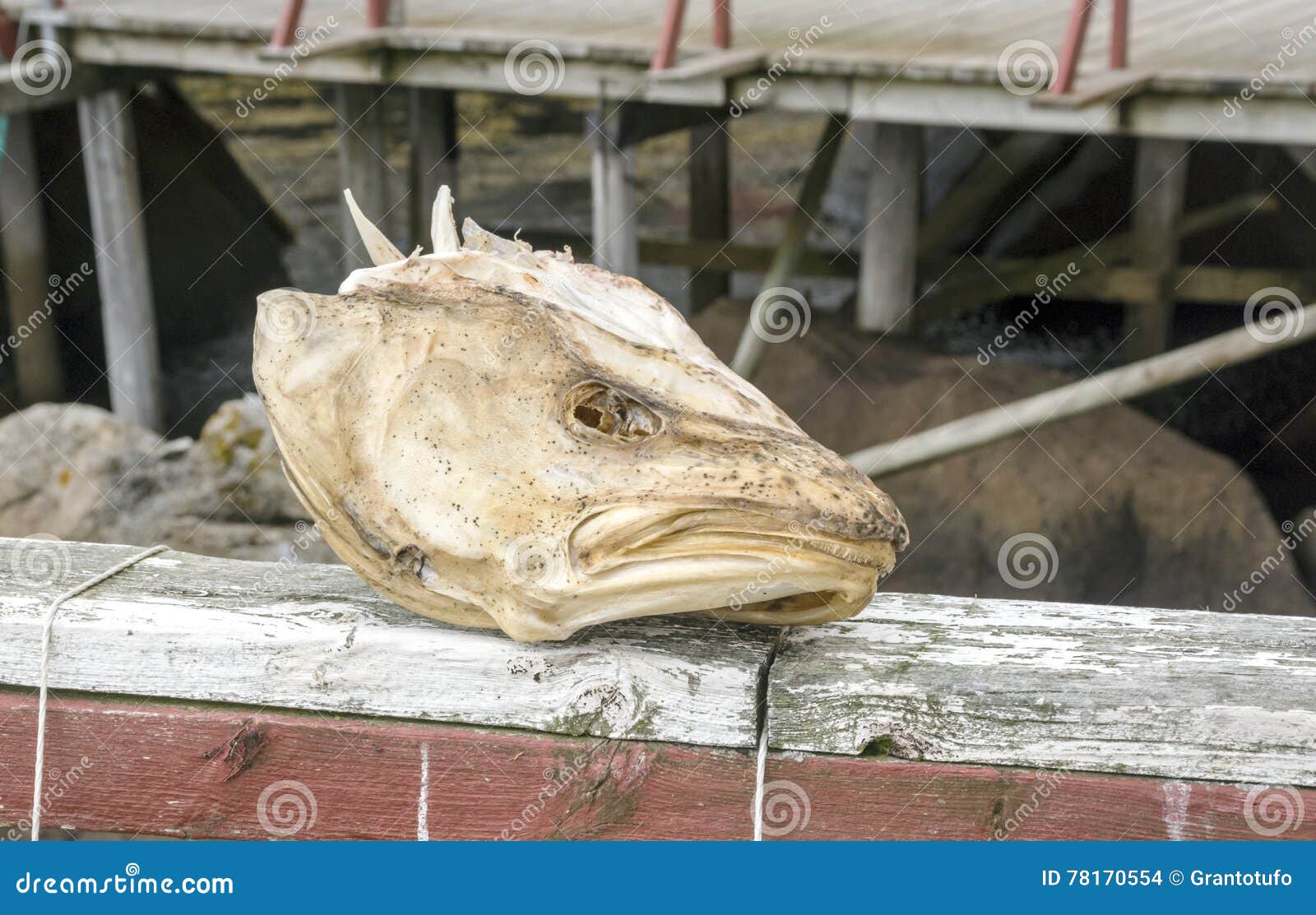 Head of stockfish stock photo. Image of norwegian, head - 78170554