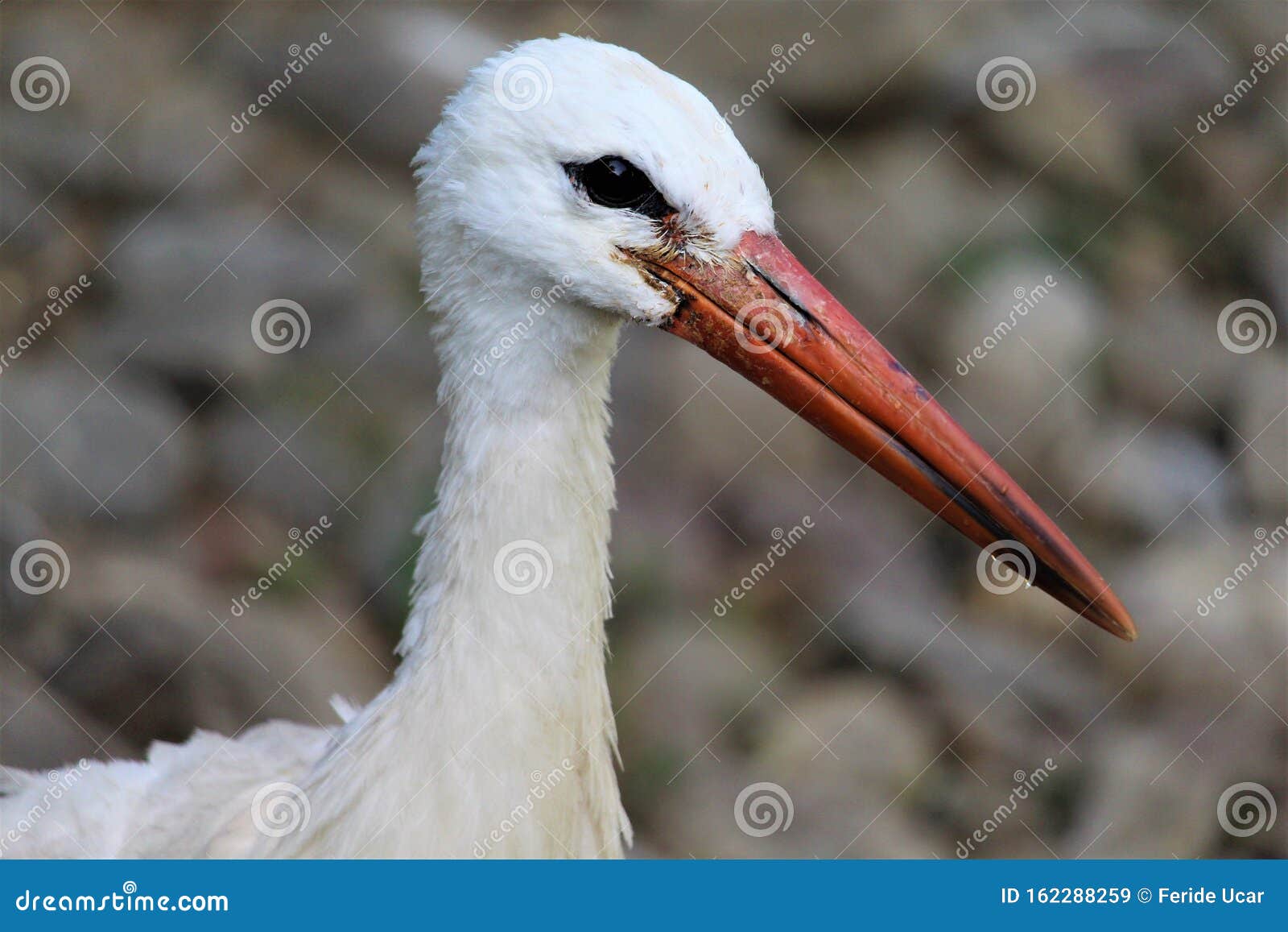A head of stork stock image. Image of migration, wildlife - 162288259