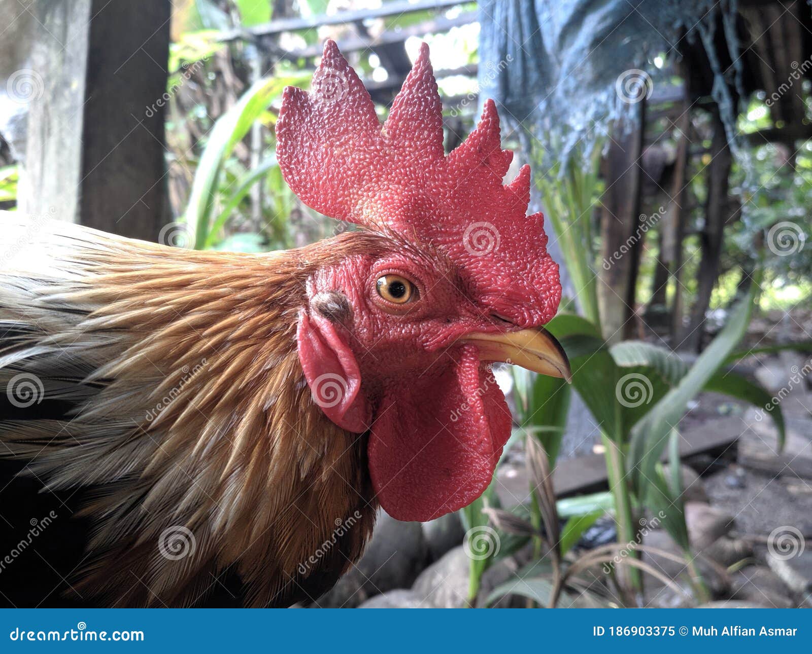 Head of a strong chicken stock image. Image of goose - 186903375