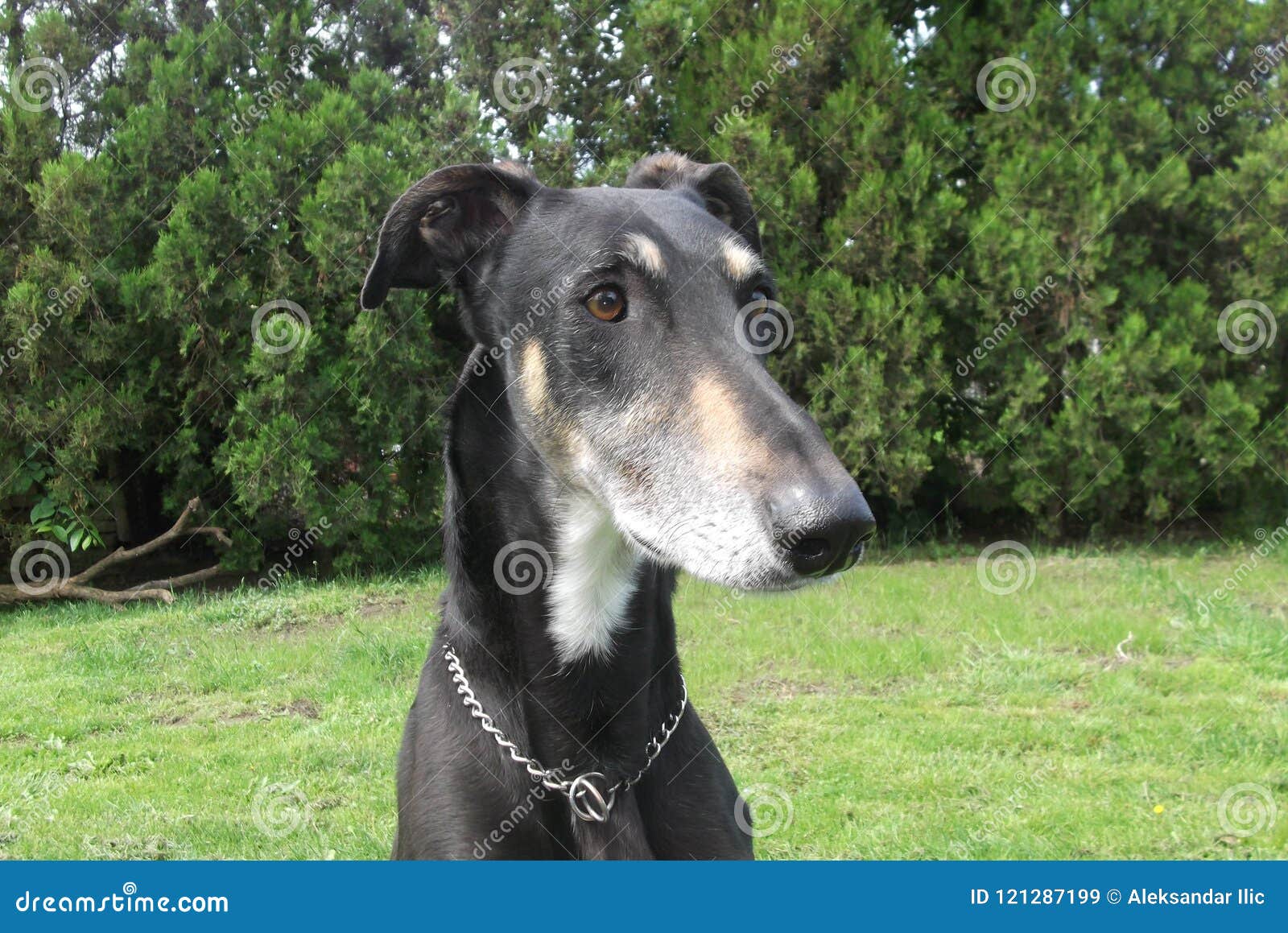 Chart Polski Background Stock Image | CartoonDealer.com #112105813