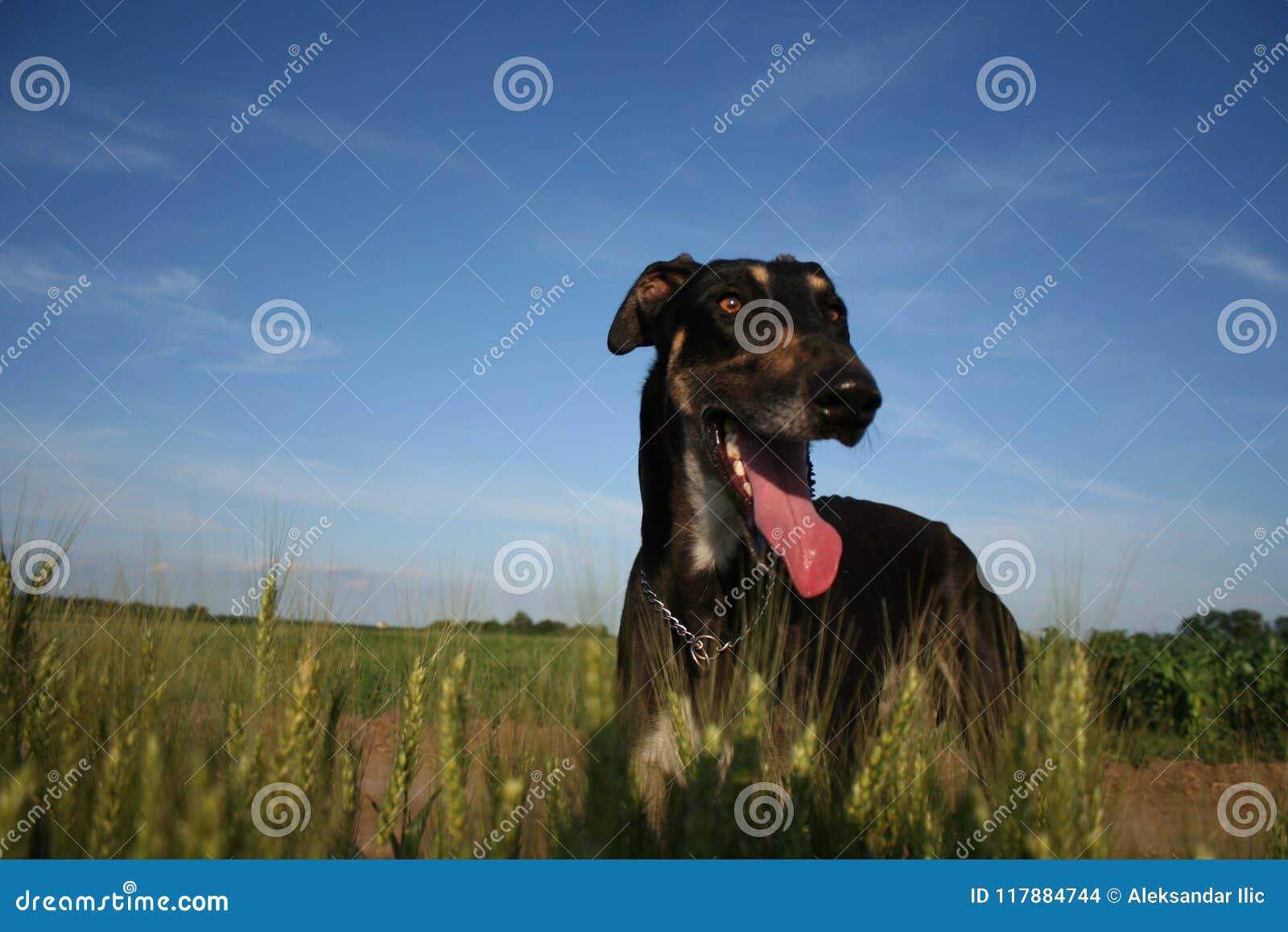 Polish Greyhound Sky Bathed in ... Stock Photo - Image of animal ...