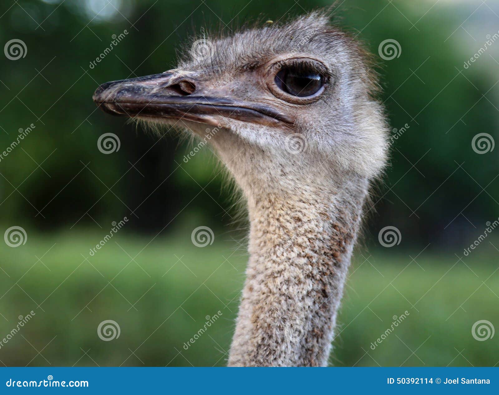 Head Struthio camelus stock photo. Image of hair, people - 50392114