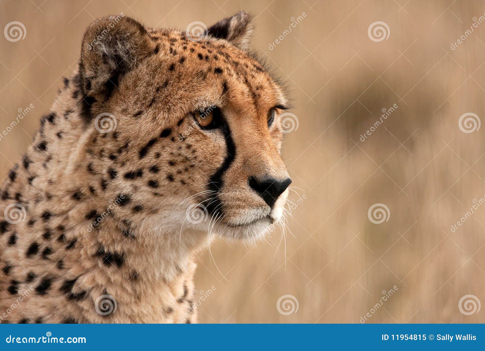 Head study of a cheetah stock image. Image of cheetah - 11954815