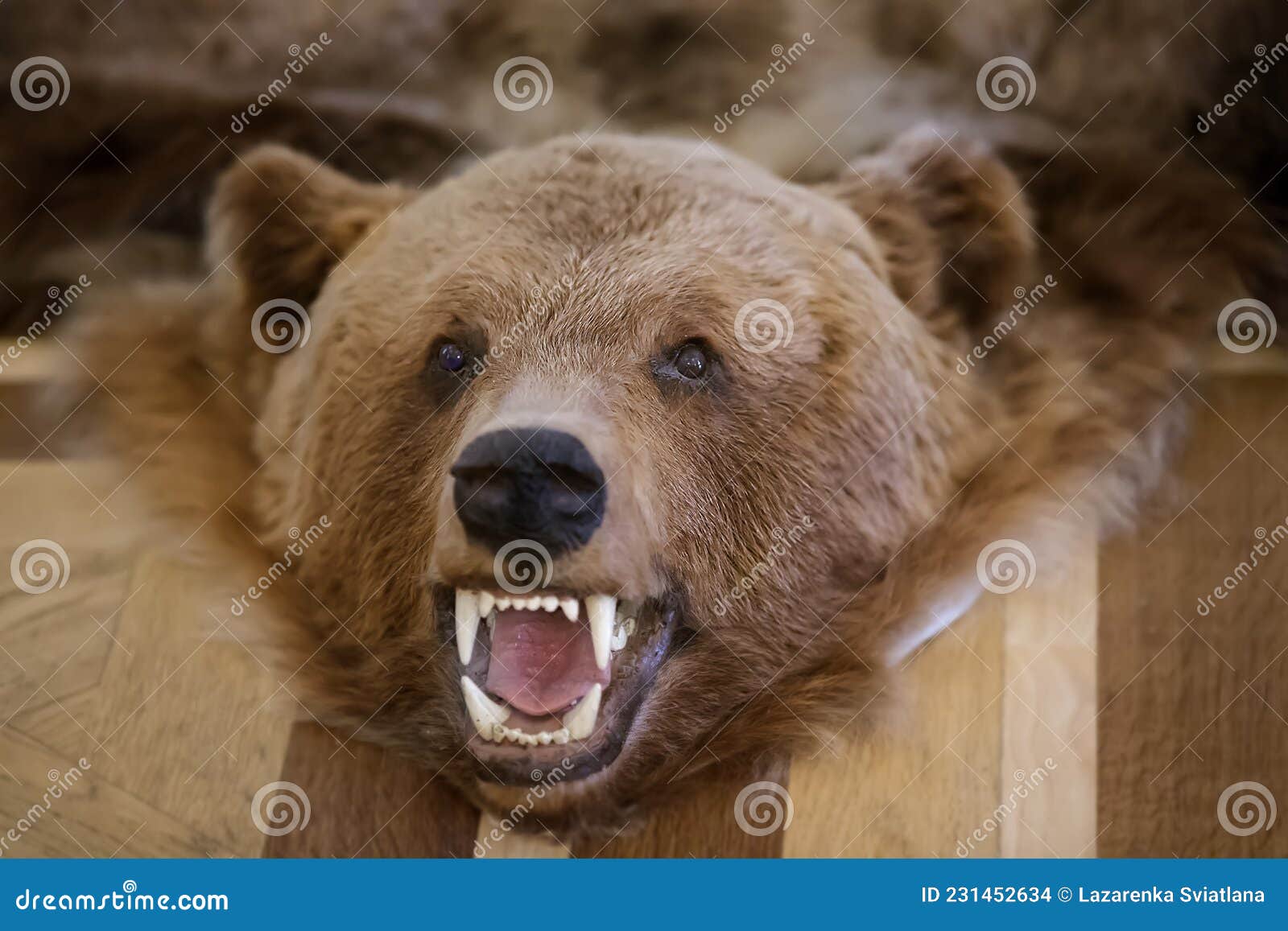 The head of a stuffed bear stock photo. Image of hunt - 231452634