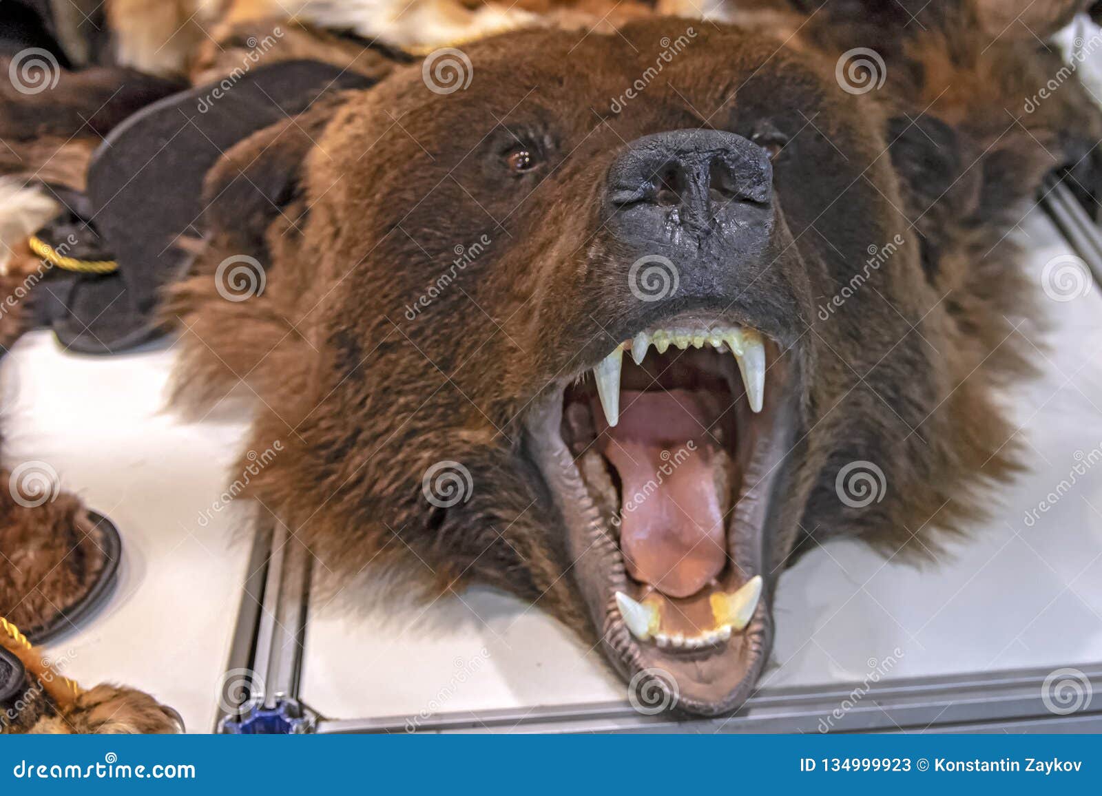 Head Stuffed Bear with Fierce Snarled Face. Bared Mouth. Stock Image ...
