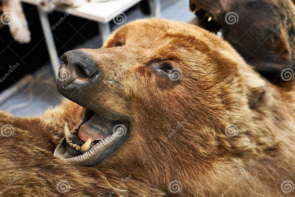 Head Stuffed Bear Hunting Trophy Stock Photo - Image of stuffed, market ...