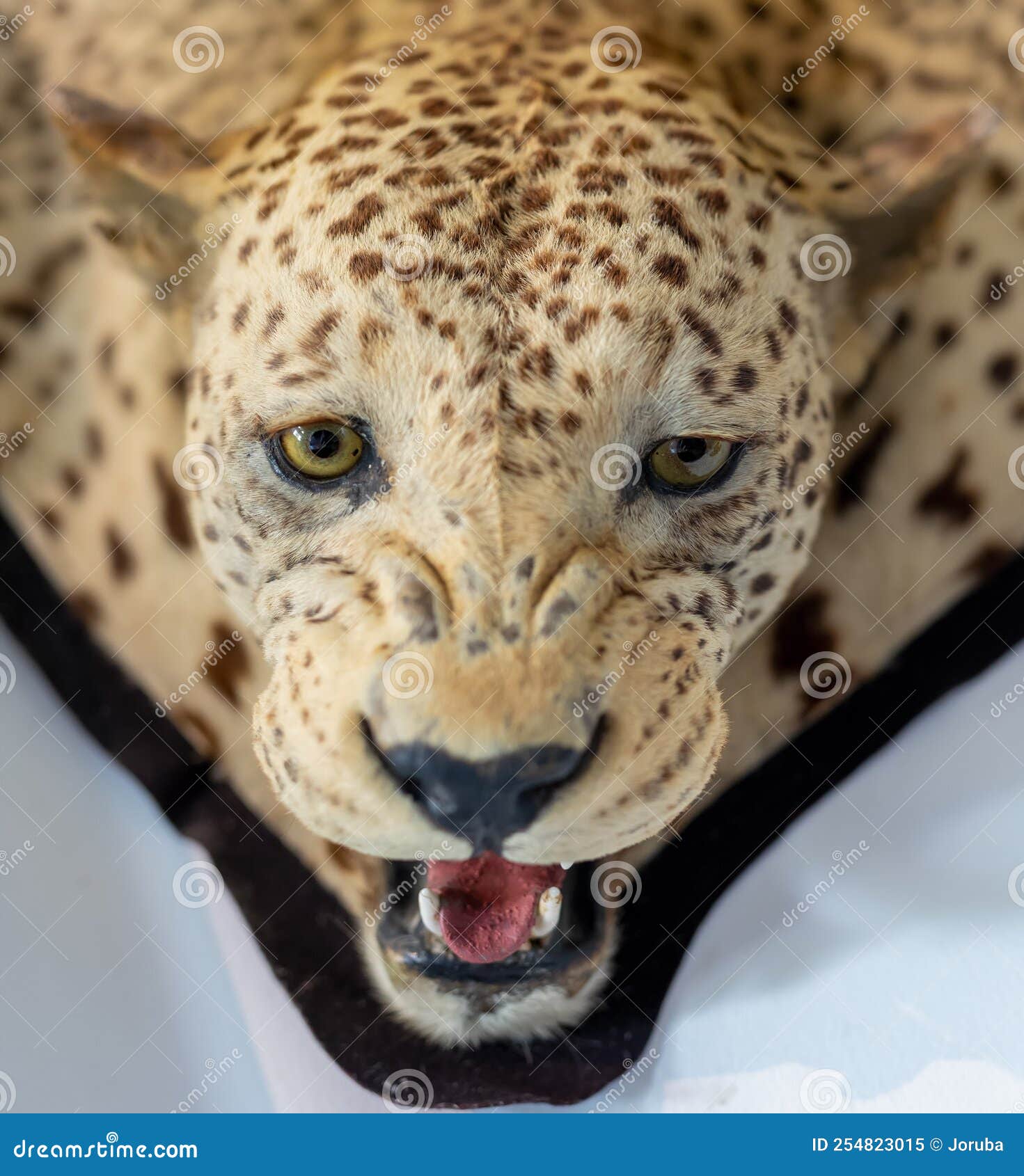 Head of Stuffed Leopard on Floor Stock Image - Image of leopard ...