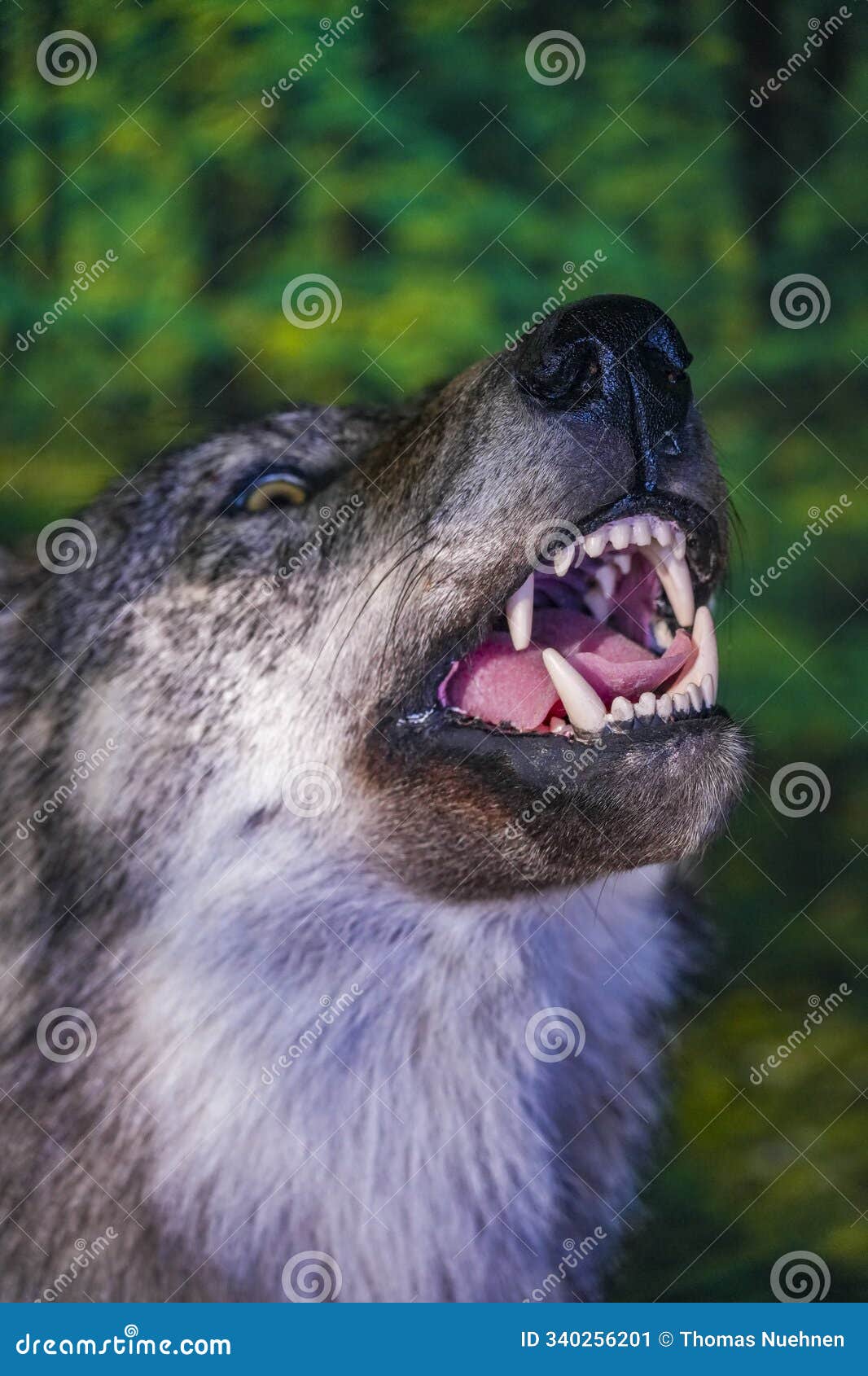 Head of Stuffed Wolf with Threatening Teeth Stock Image - Image of ...