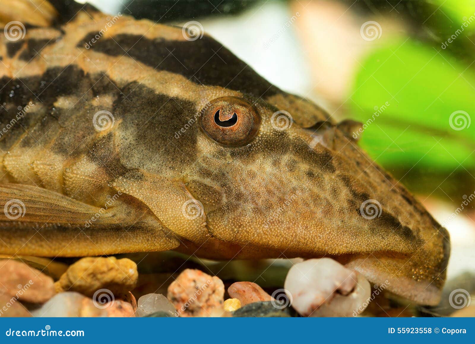 Head of suckermouthfish stock photo. Image of color, aquarium - 55923558
