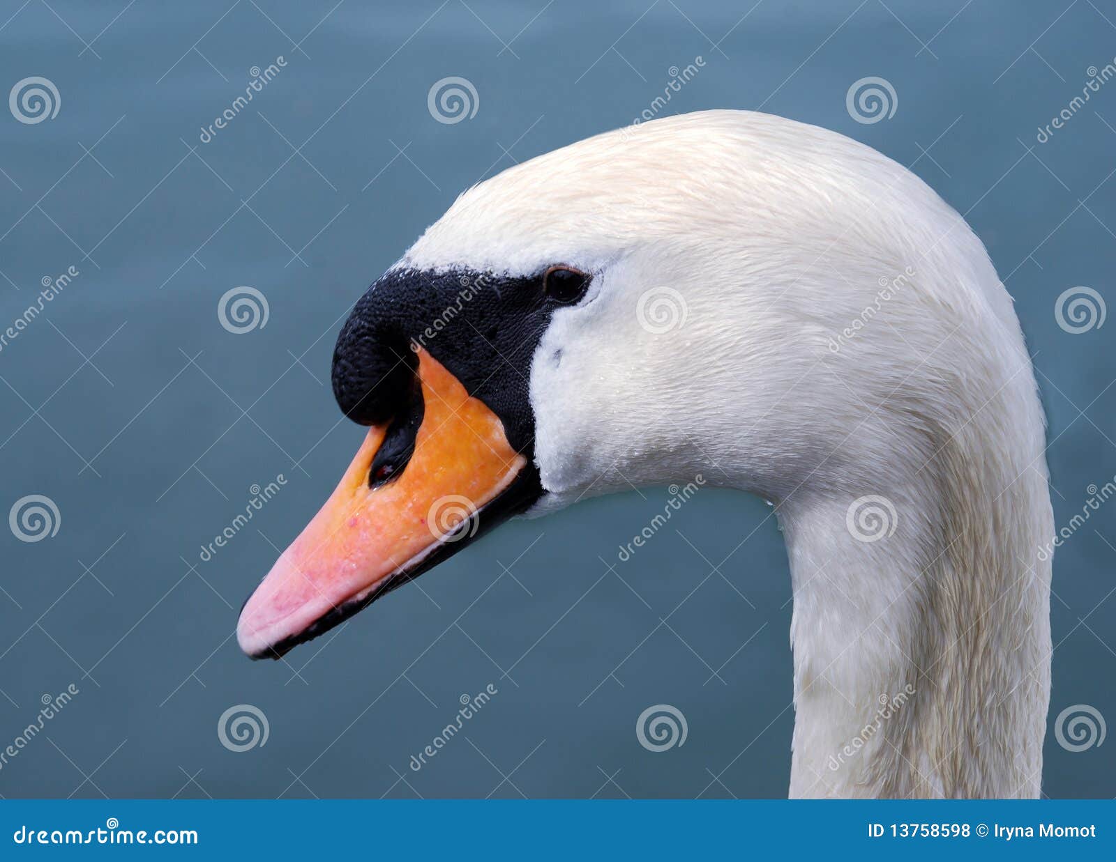 Head swan stock photo. Image of beautiful, forest, head - 13758598